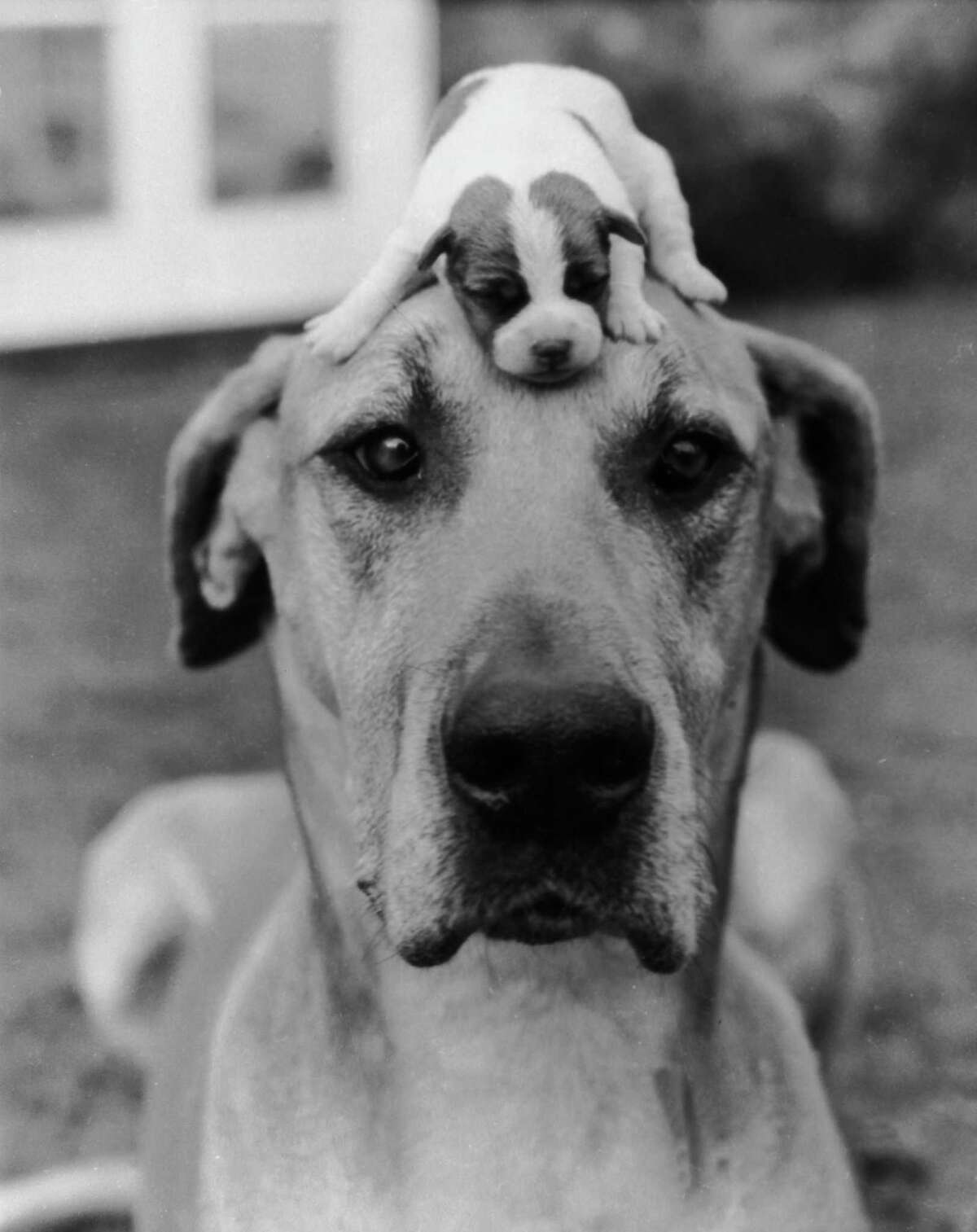 Historic photos of dogs being adorable: 1900-1978