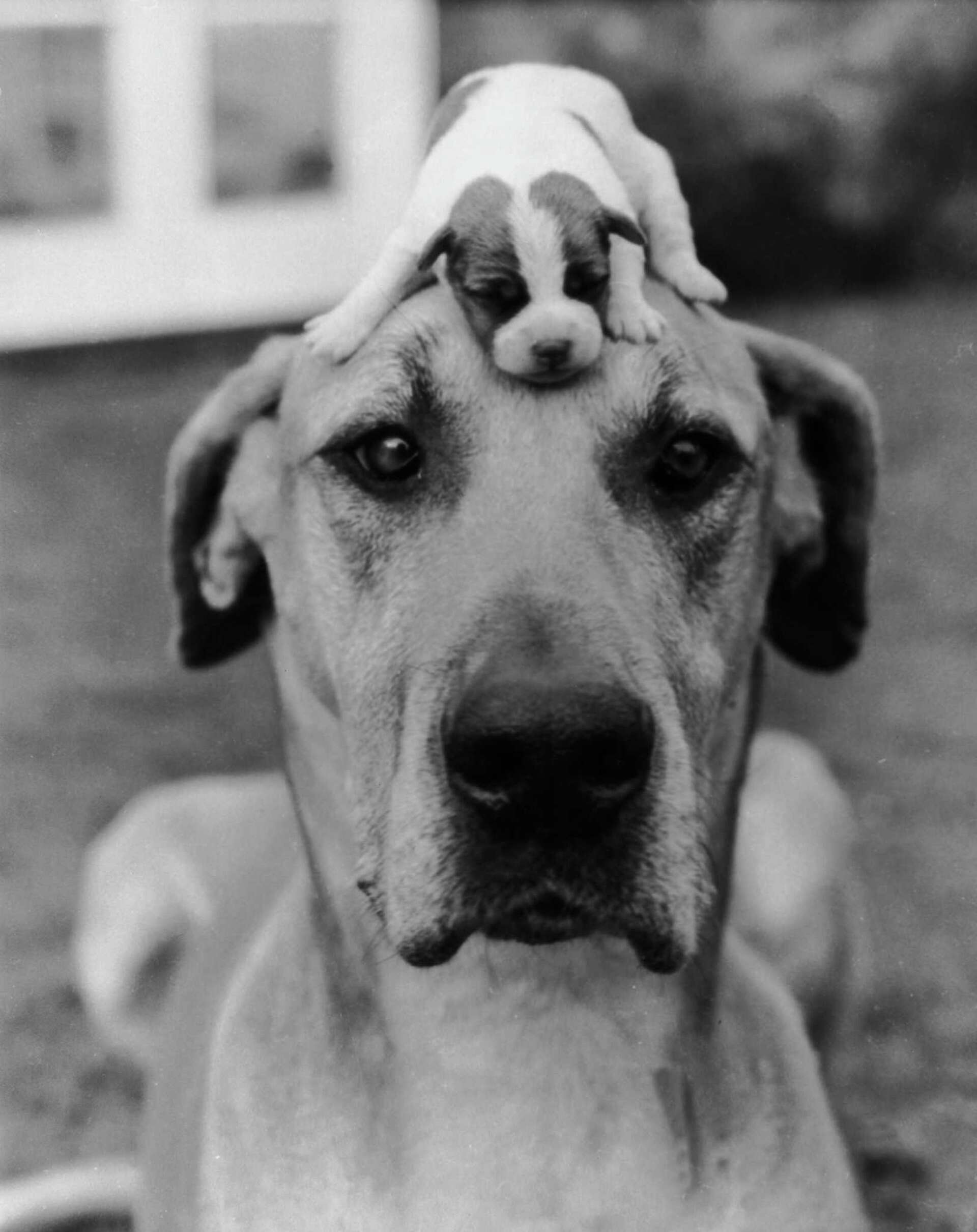 Historical photos of dogs being adorable