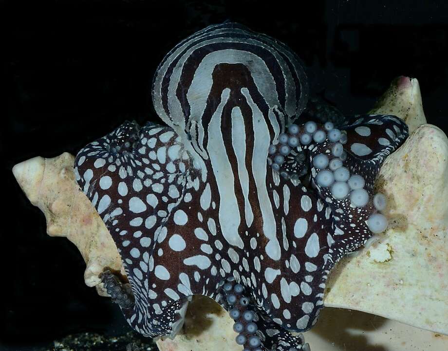Rare octopus breeding in Alameda bedroom - SFGate