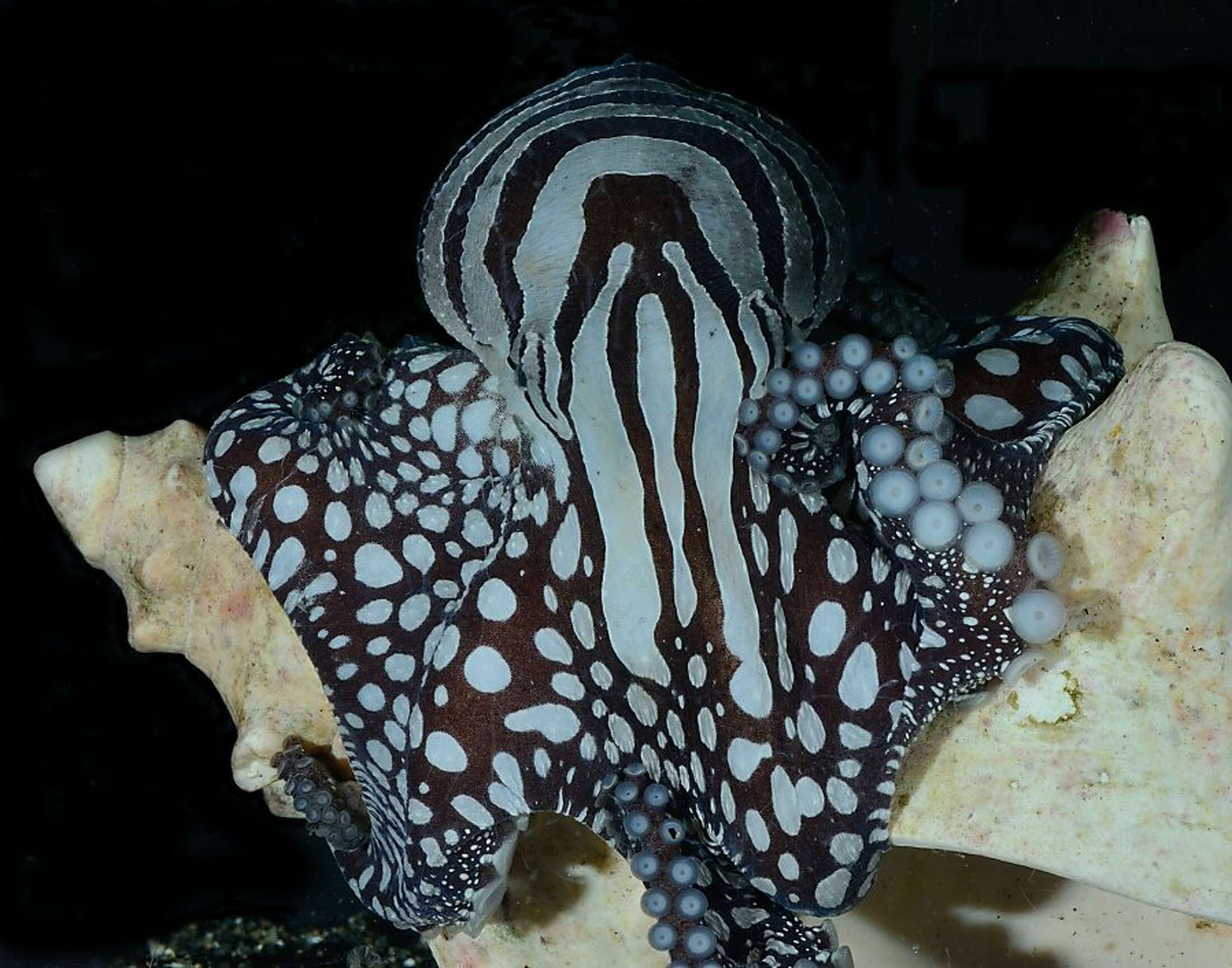 Rare octopus breeding in Alameda bedroom