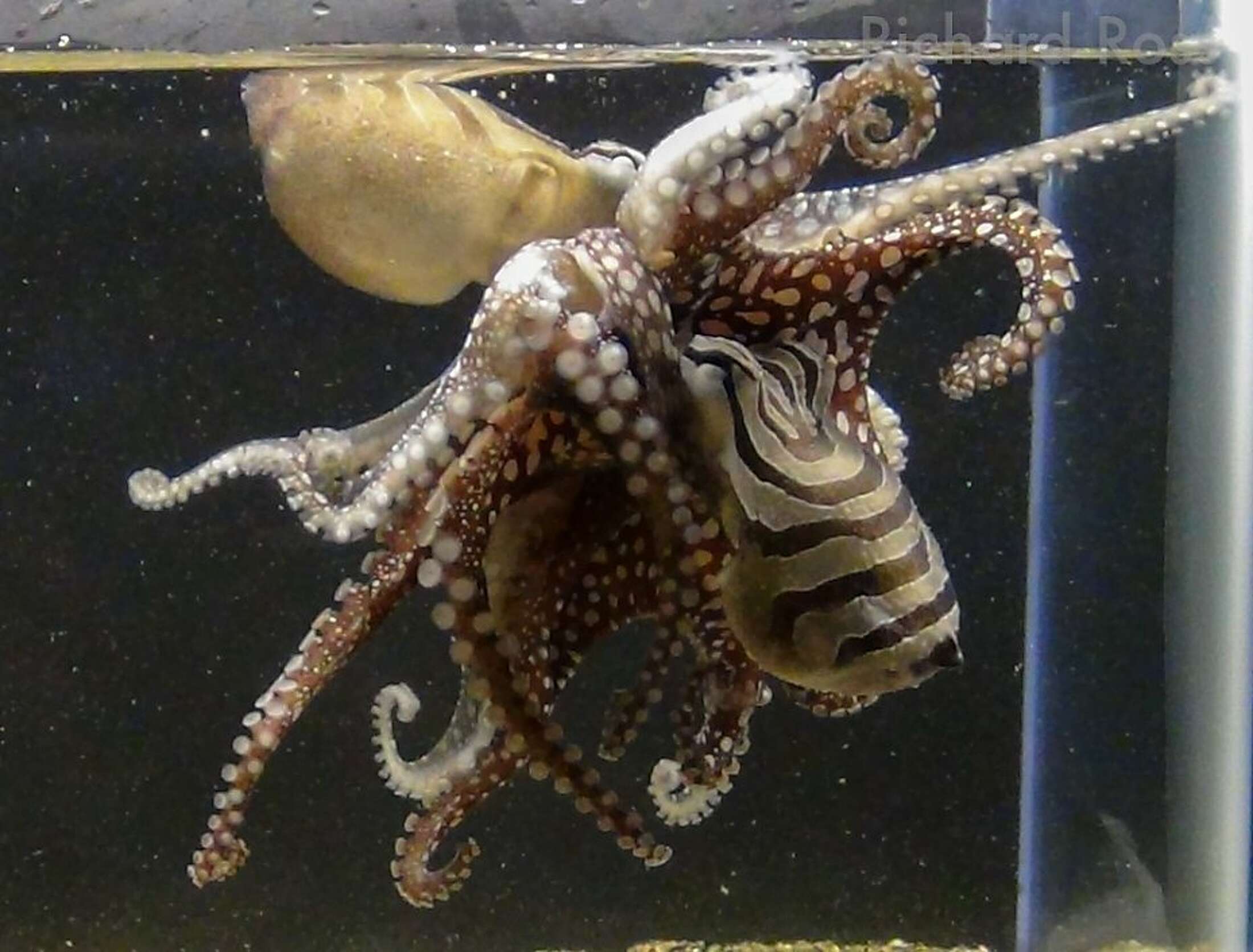 Rare octopus breeding in Alameda bedroom