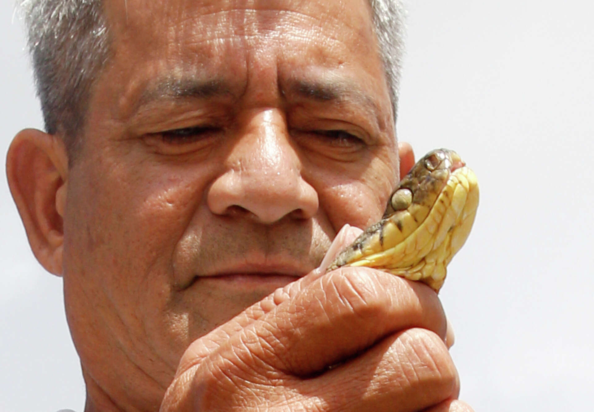 Mice on a plane to target snakes on an island