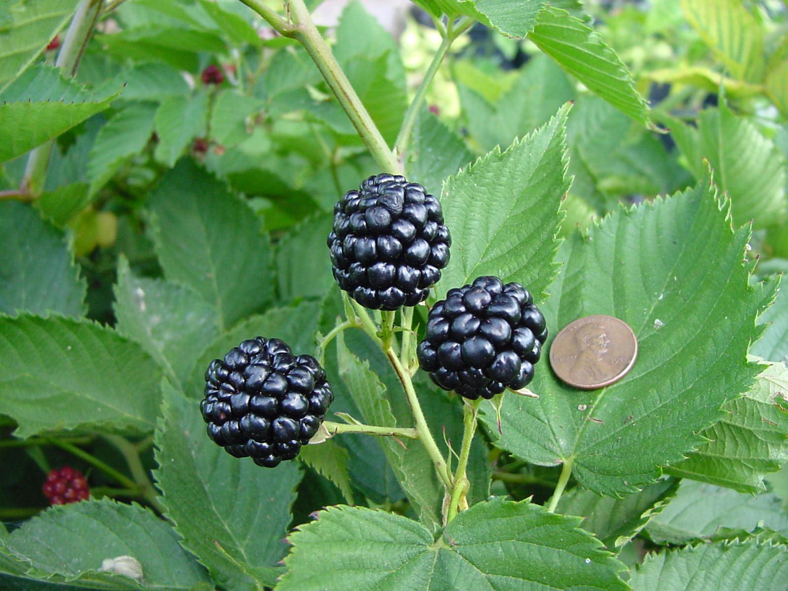 Calvin Finch: Blackberries