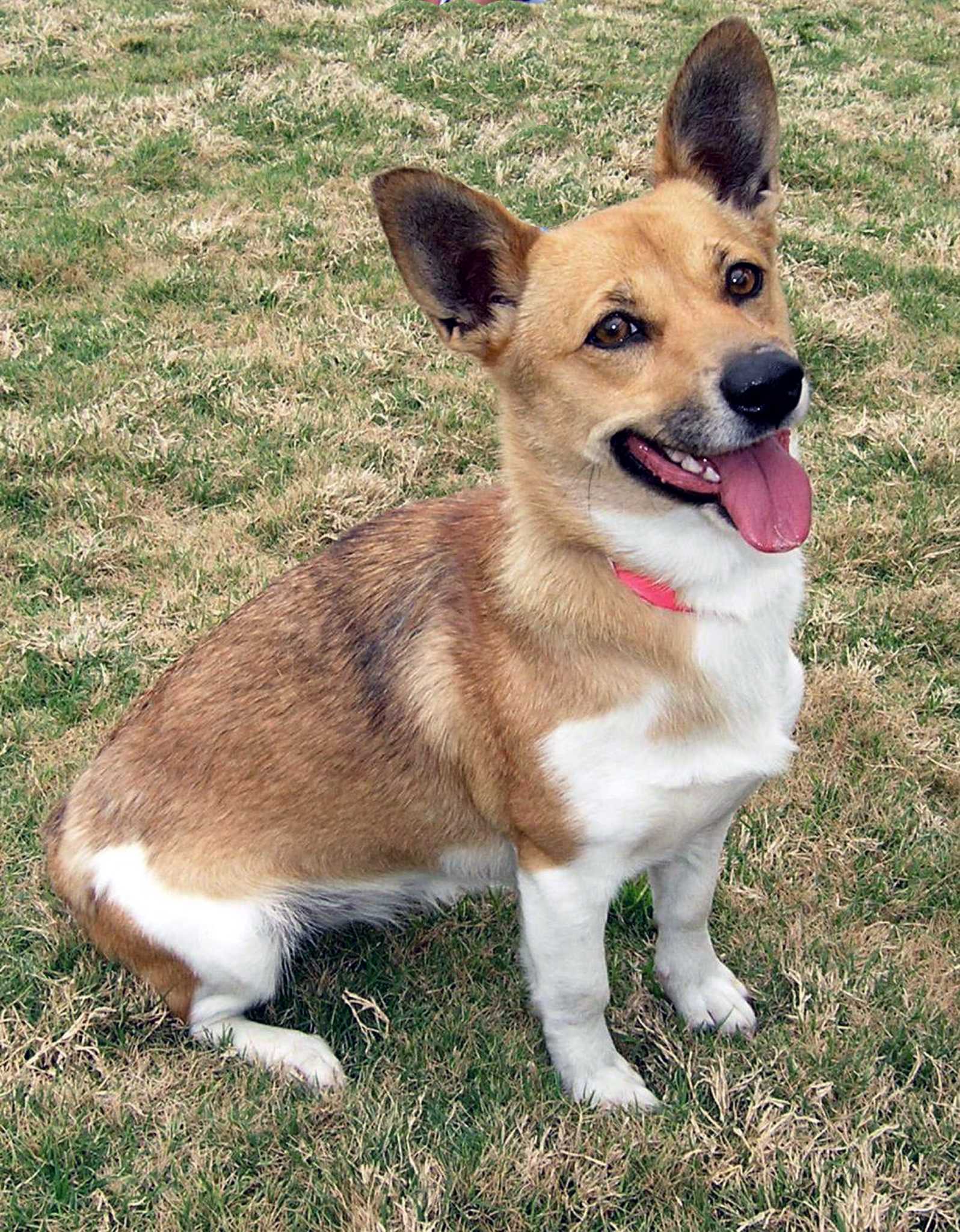 Pethouse Pet of the Week: Feb. 24