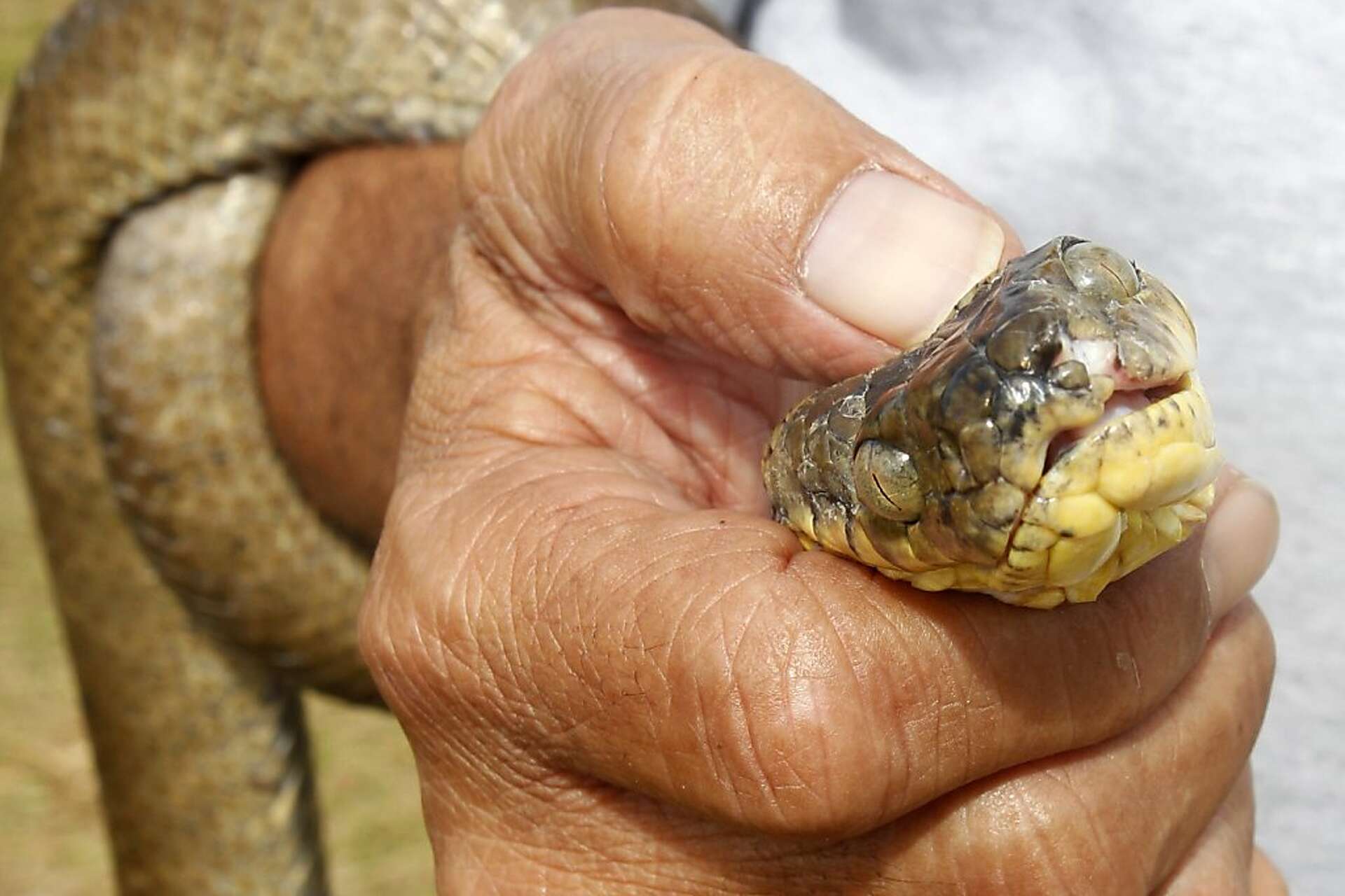 Plan to rid Guam of snake invaders