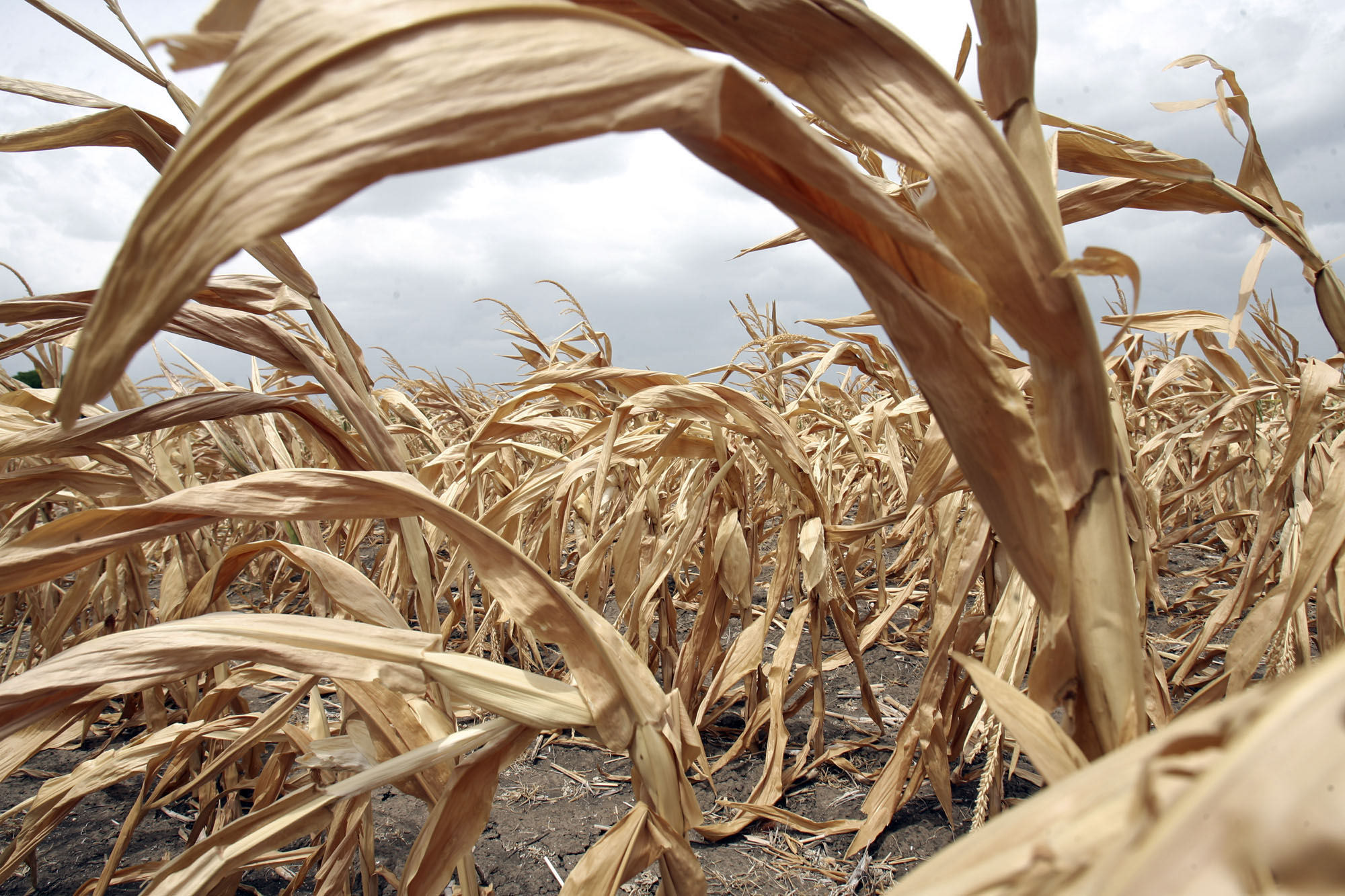 Farmers' corn cash dreams drying up