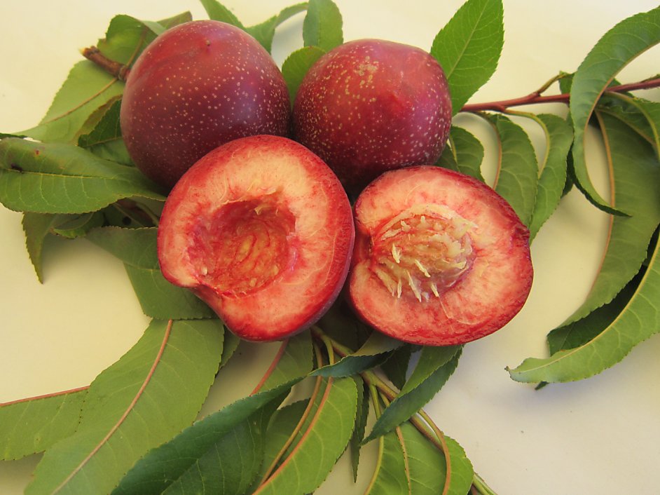 March garden essentials