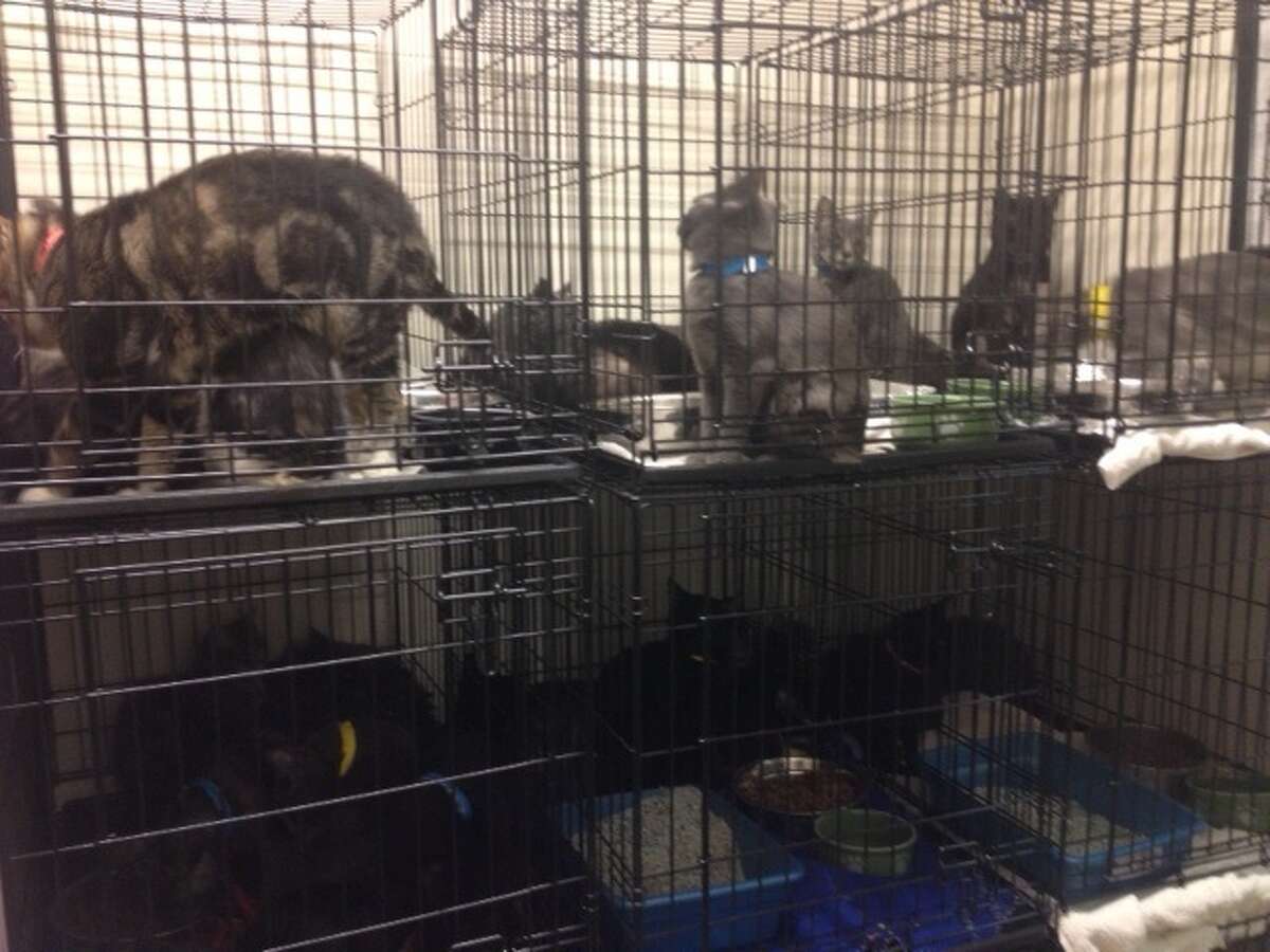 Extreme cat hoarder faces animal abuse charges