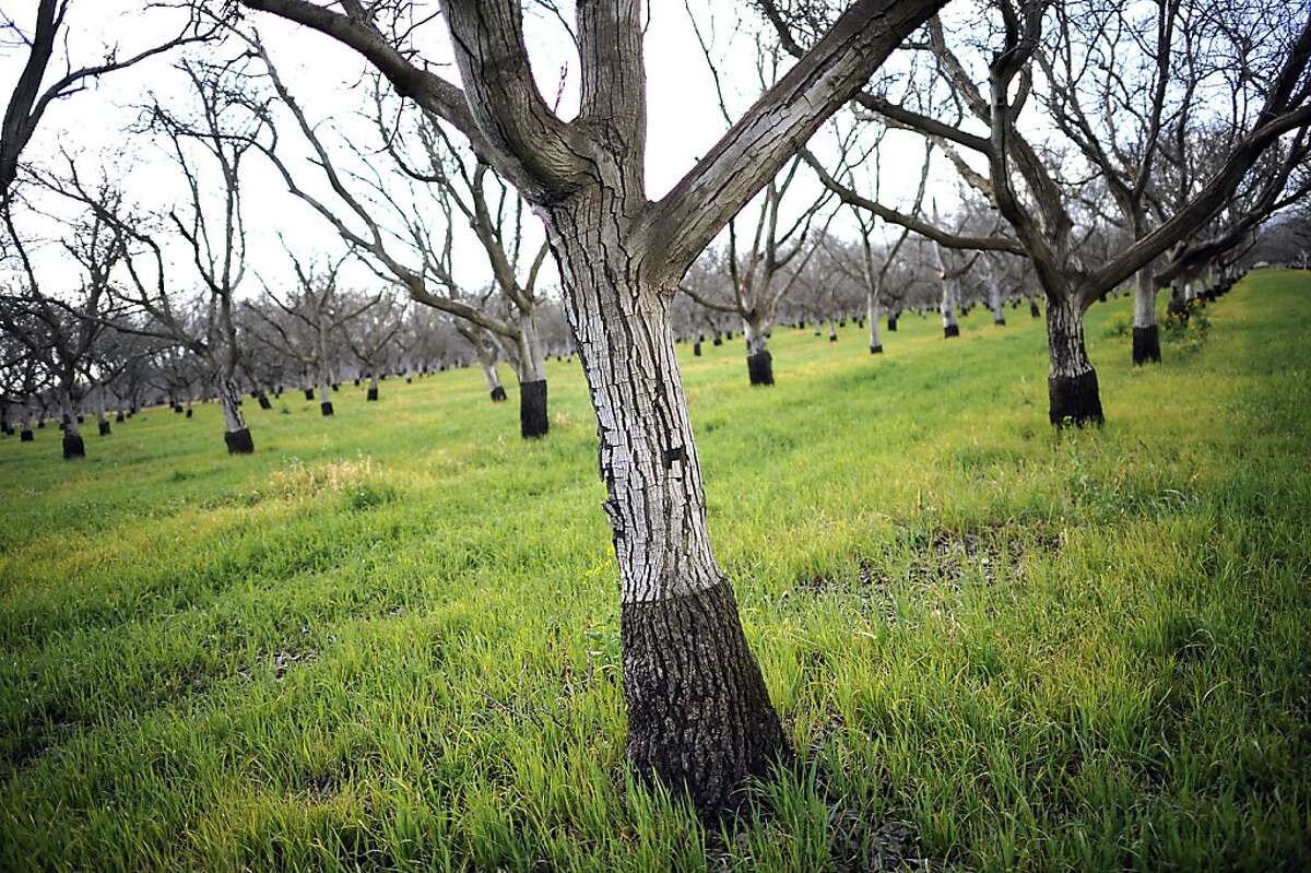 Diet study cracks open walnut, olive markets