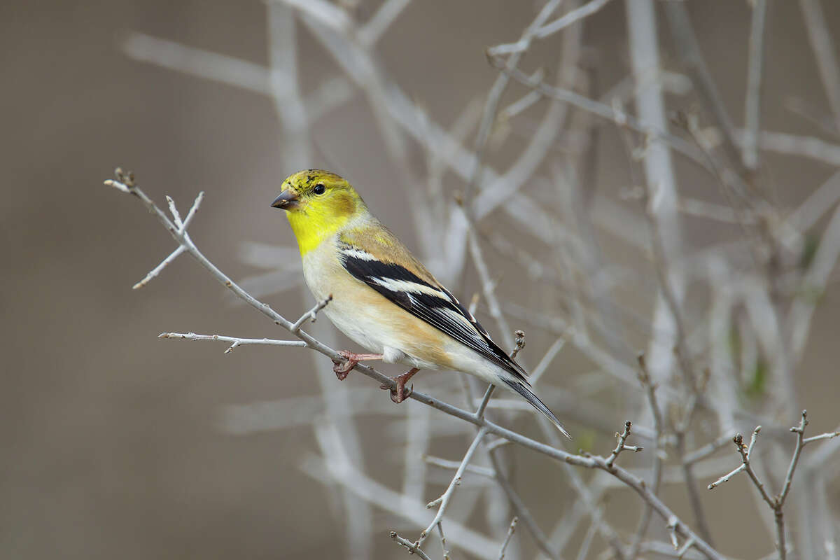 Birds show a change of color for spring