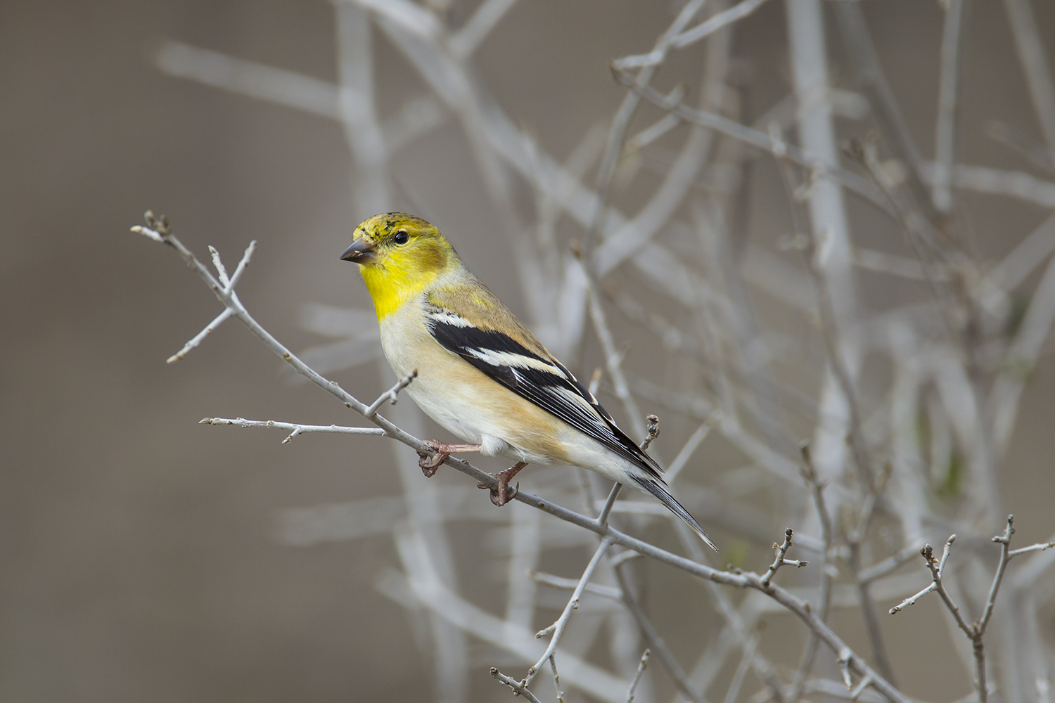 Birds show a change of color for spring