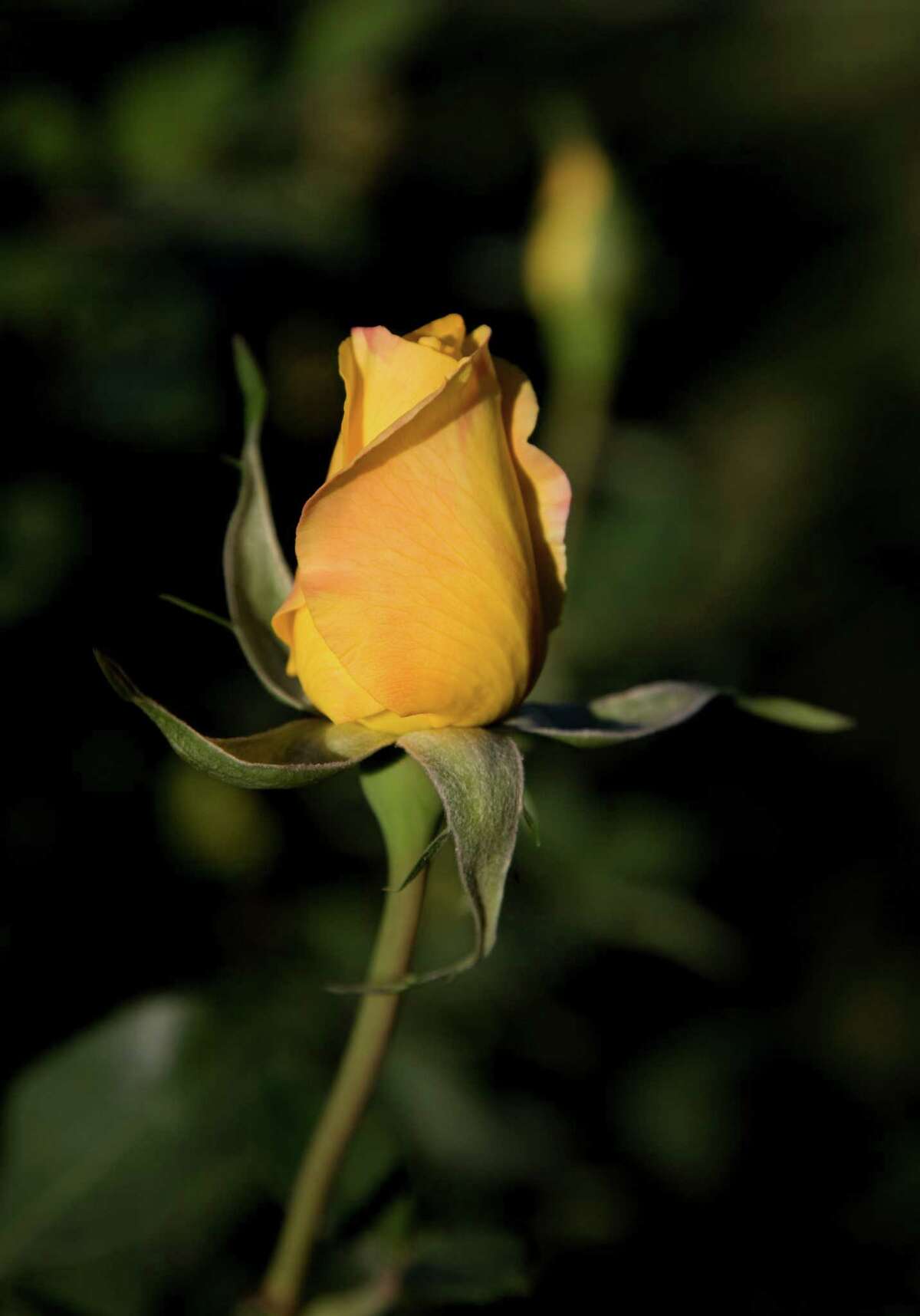 The beautiful sights of Azalea Trail