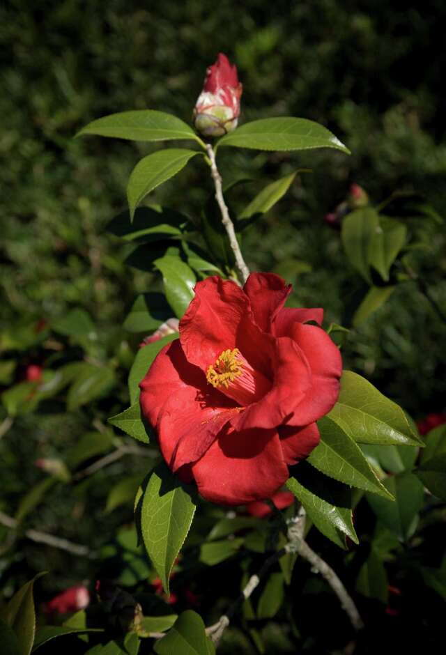 The beautiful sights of Azalea Trail