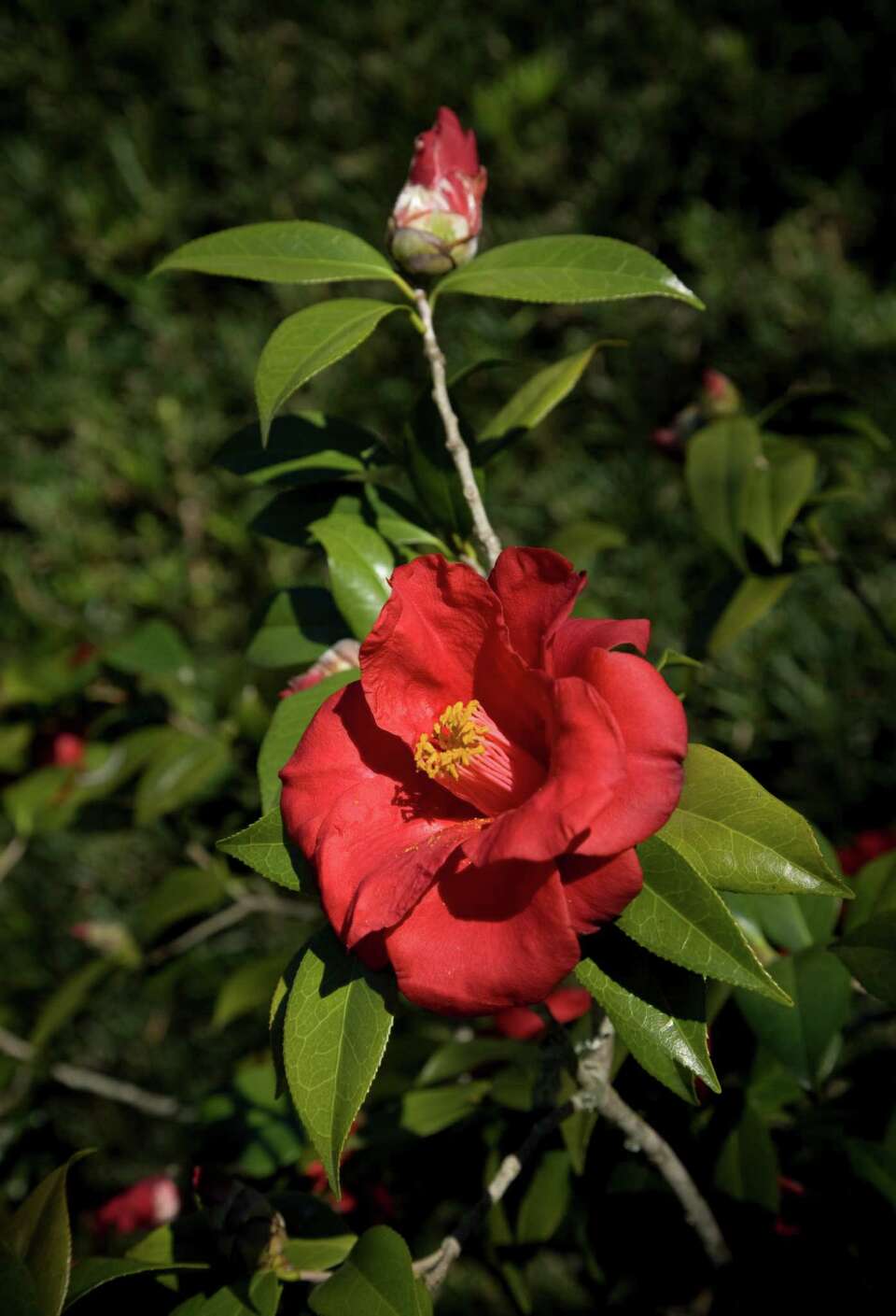 The beautiful sights of Azalea Trail