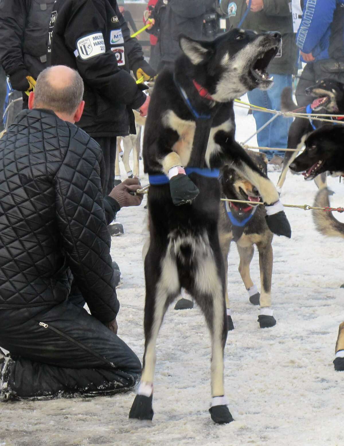 Iditarod kicks off with ceremonial start
