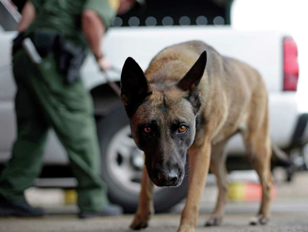 Photos: A week of animals in the news