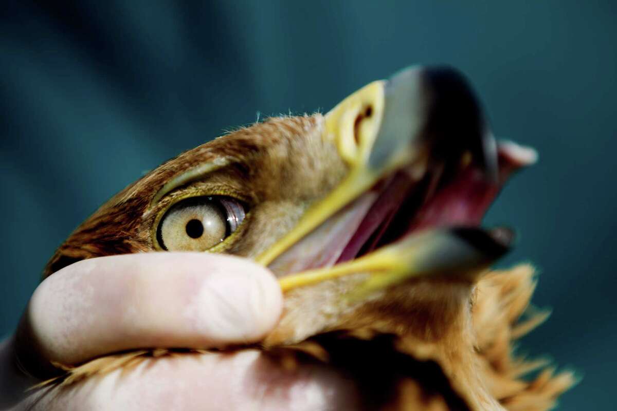 Photos: A week of animals in the news