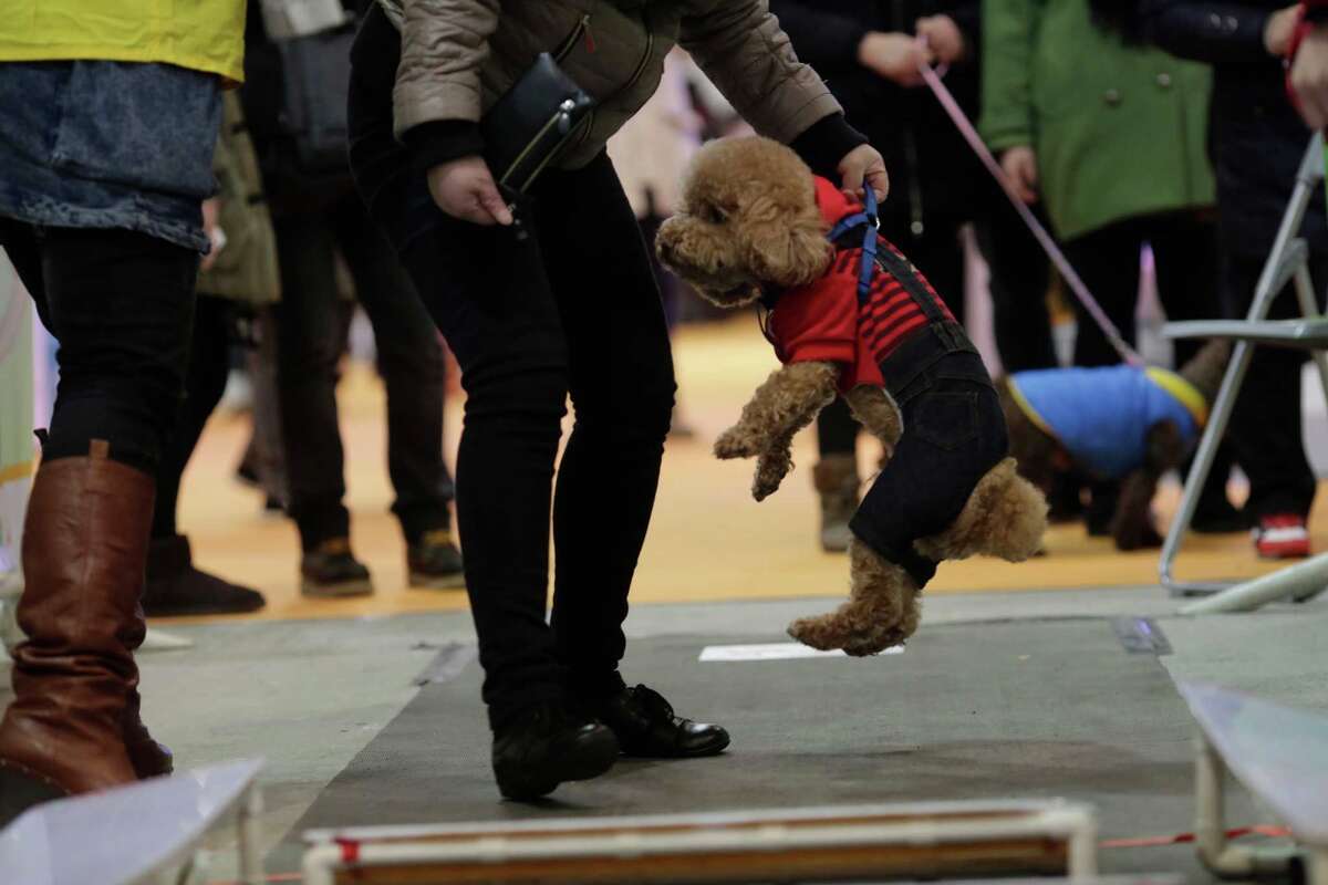 Photos: A week of animals in the news