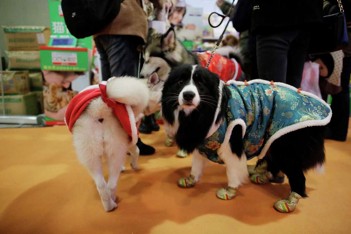 Photos: A week of animals in the news