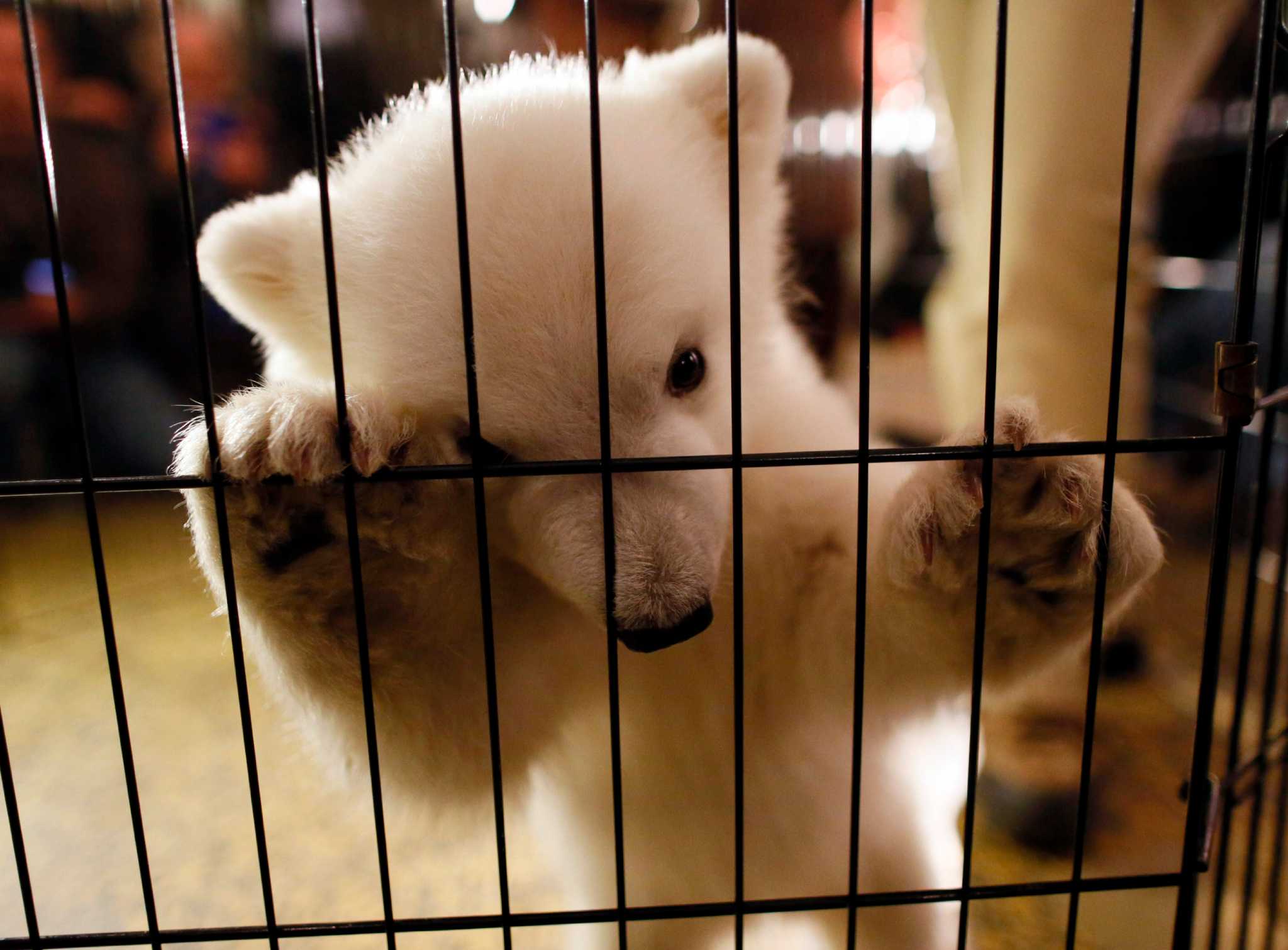 Photos: A week of animals in the news