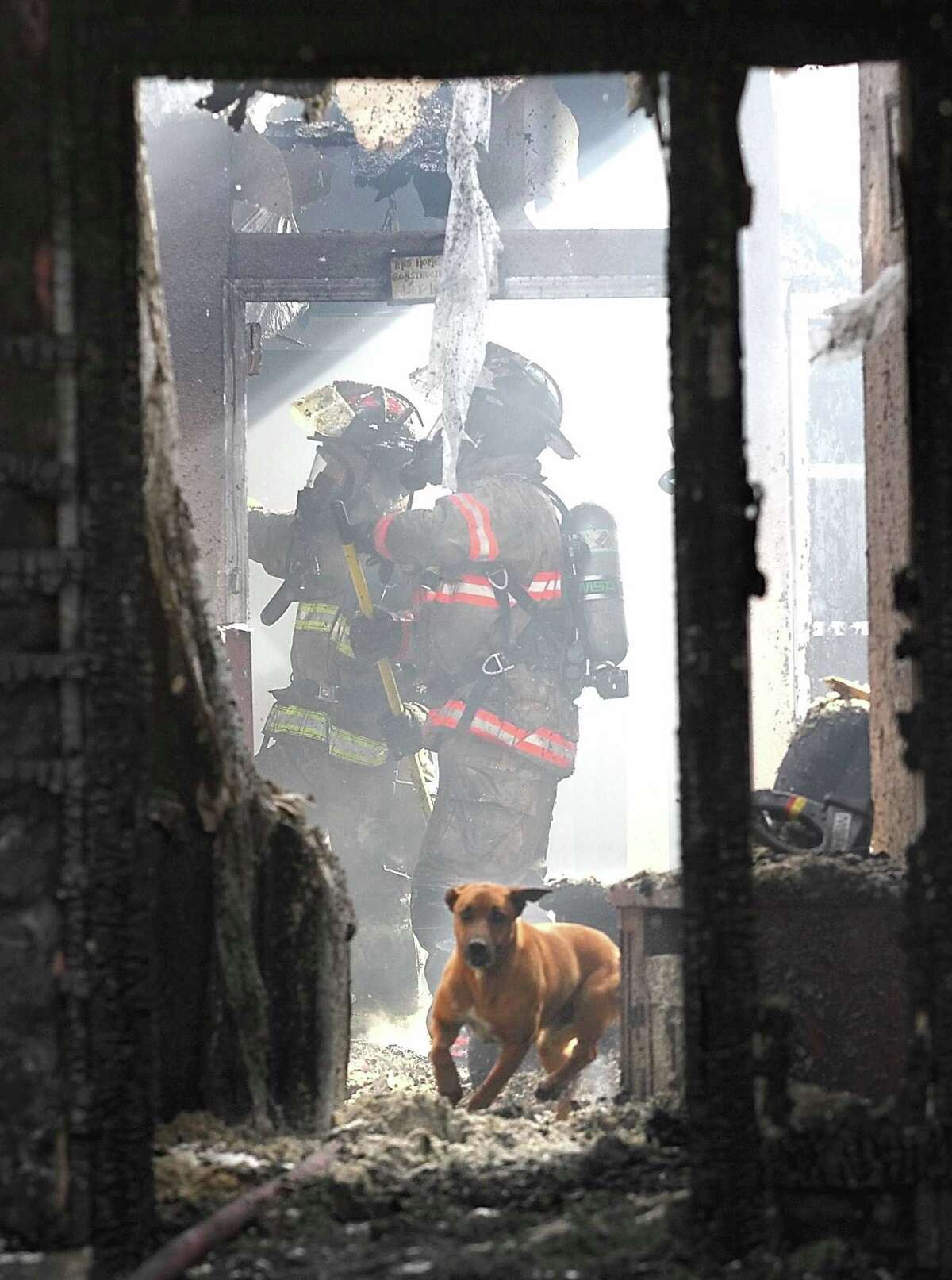 Photos: A week of animals in the news