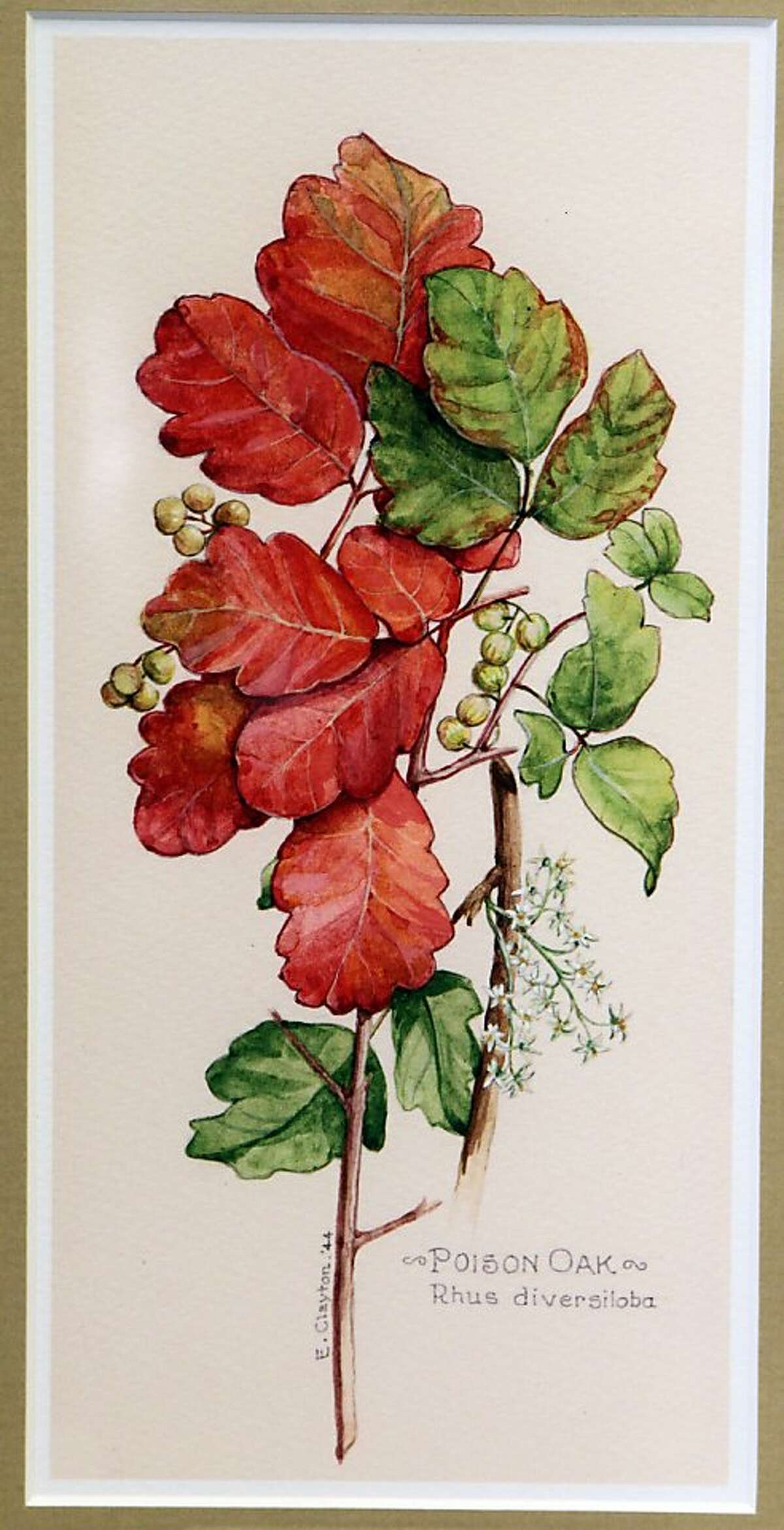 Wildflowers bloom anew in exhibition