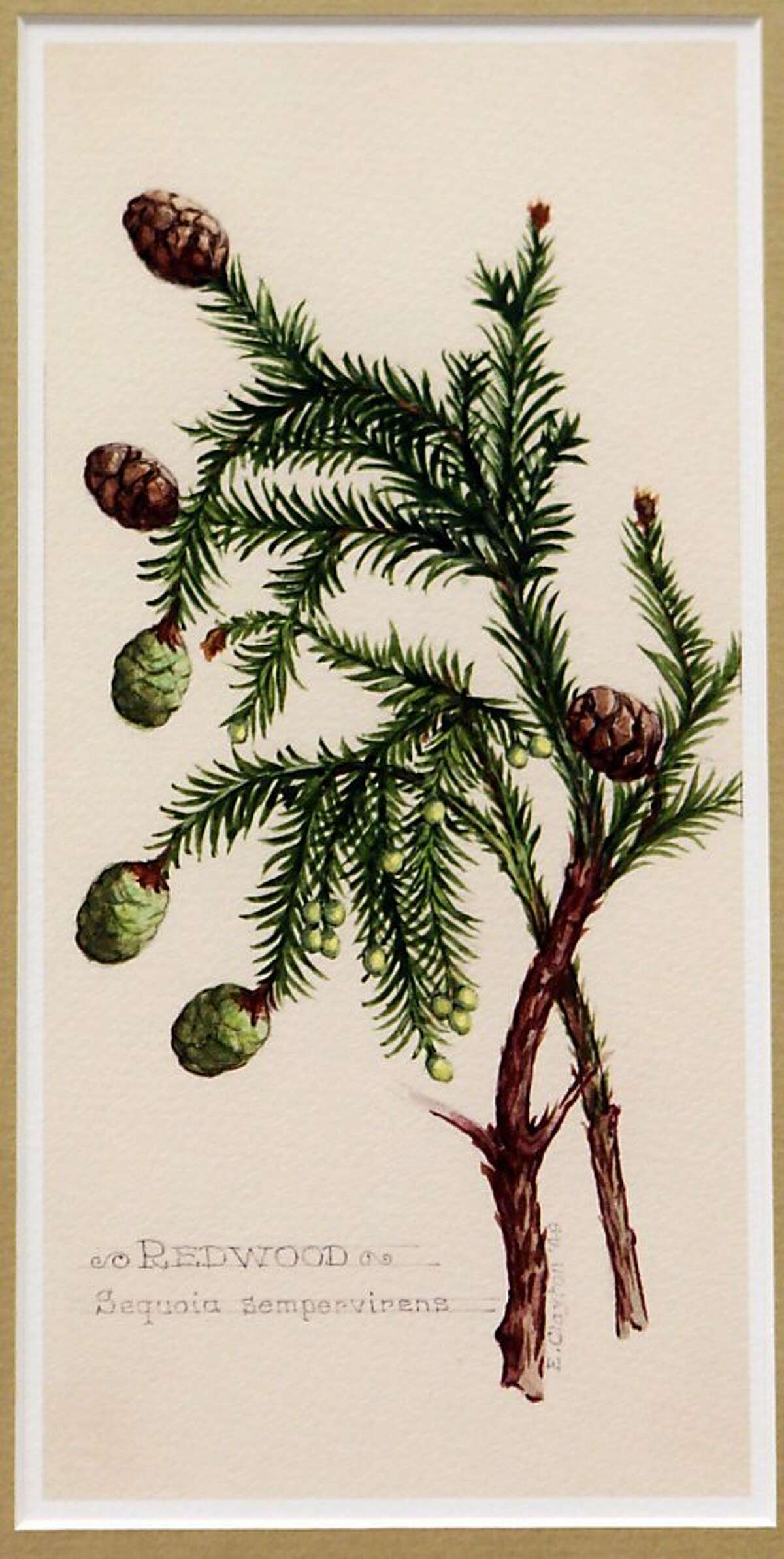 Wildflowers bloom anew in exhibition