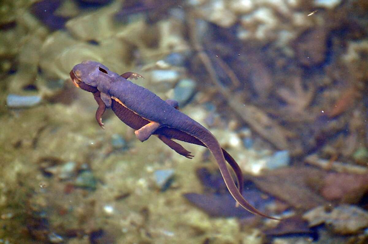 Newts perform rites of spring at UC