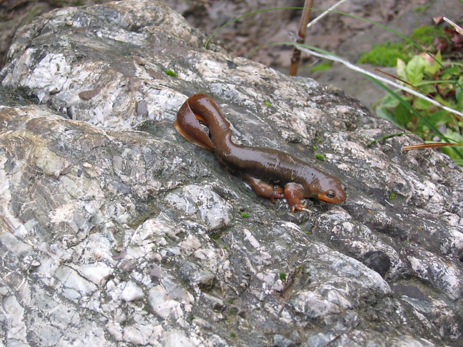 Newts perform rites of spring at UC