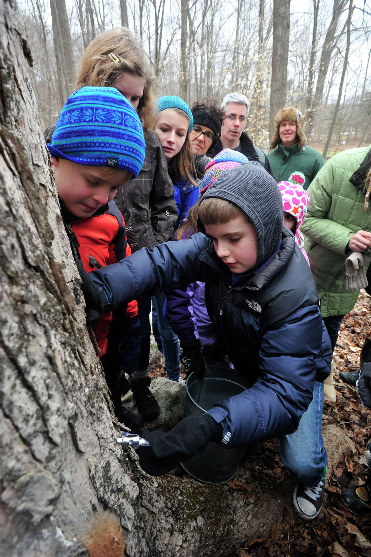 Maple syrup making time