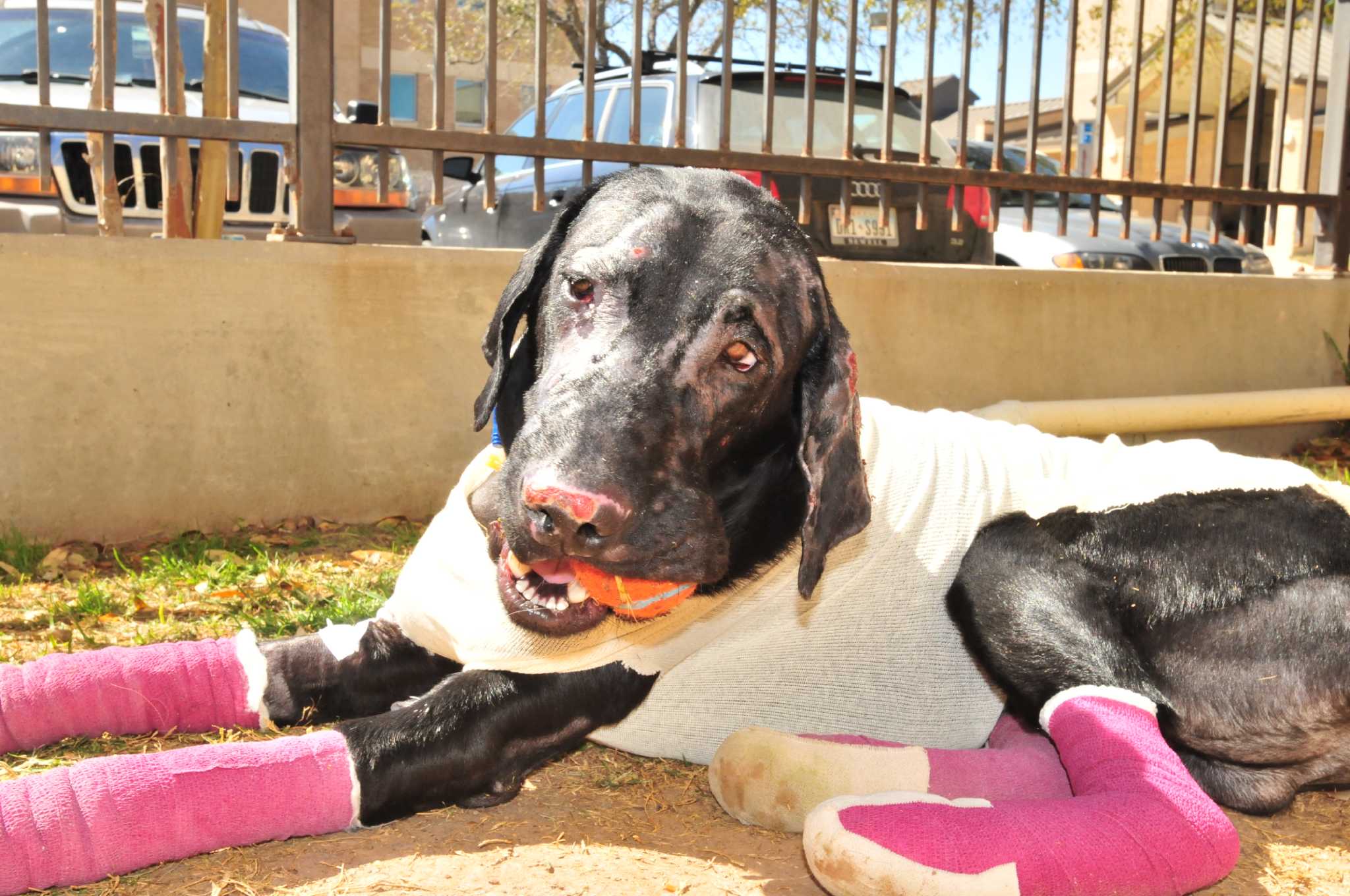 Saving a burned Labrador retriever
