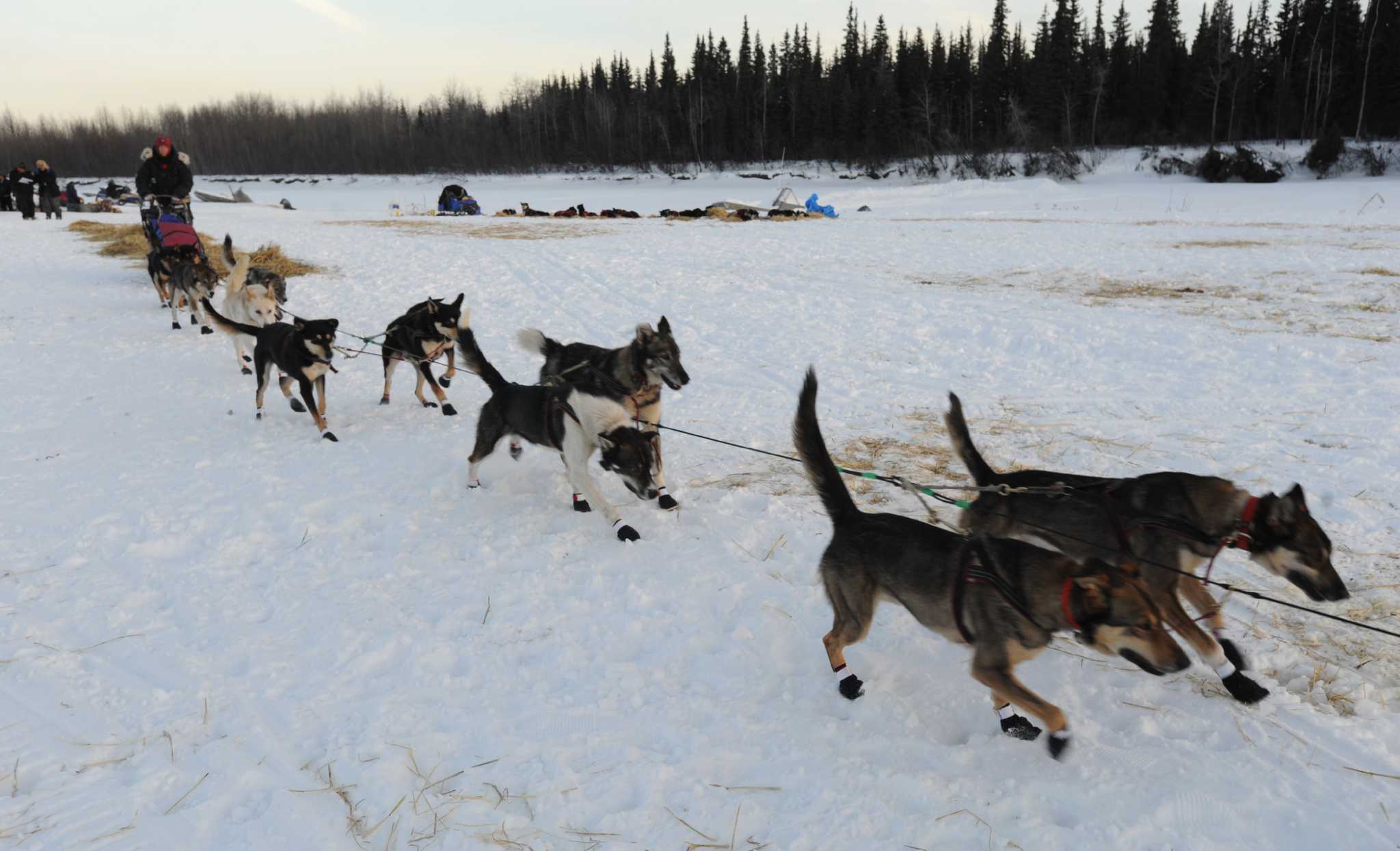 Love of sport, not money, draws Iditarod mushers