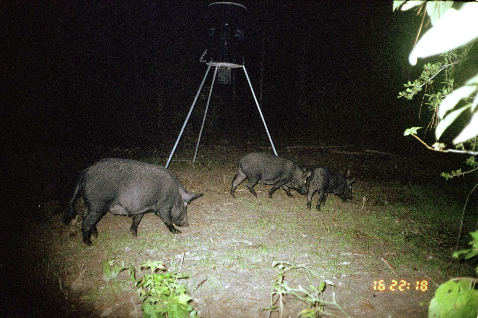 Texans take aim a feral hog problem with quiet shot in dark