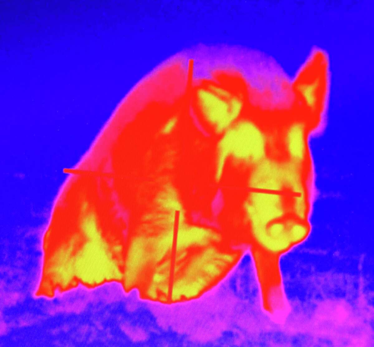 Texans take aim a feral hog problem with quiet shot in dark