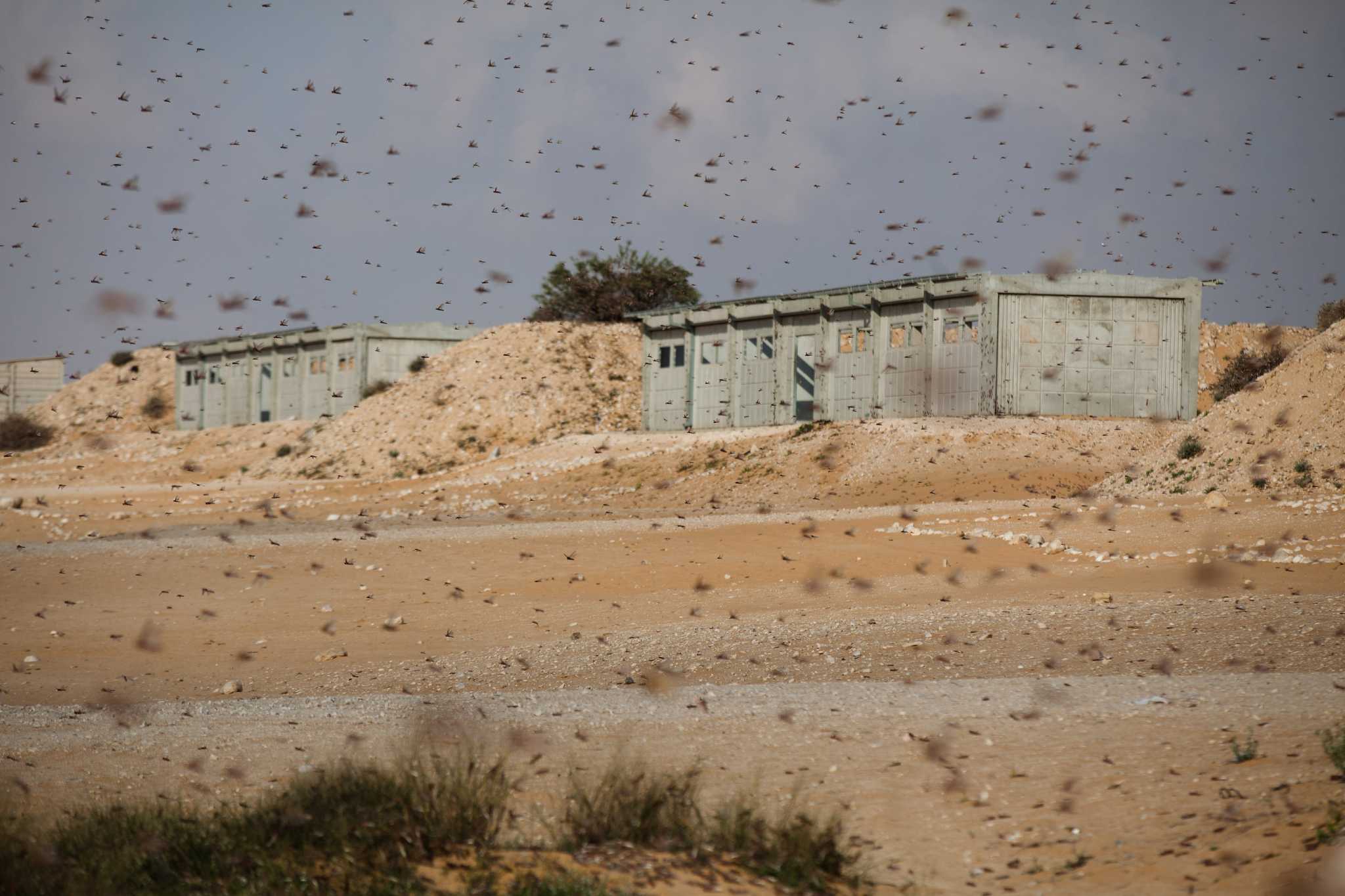 Swarm of locusts reaches Egypt, Israel