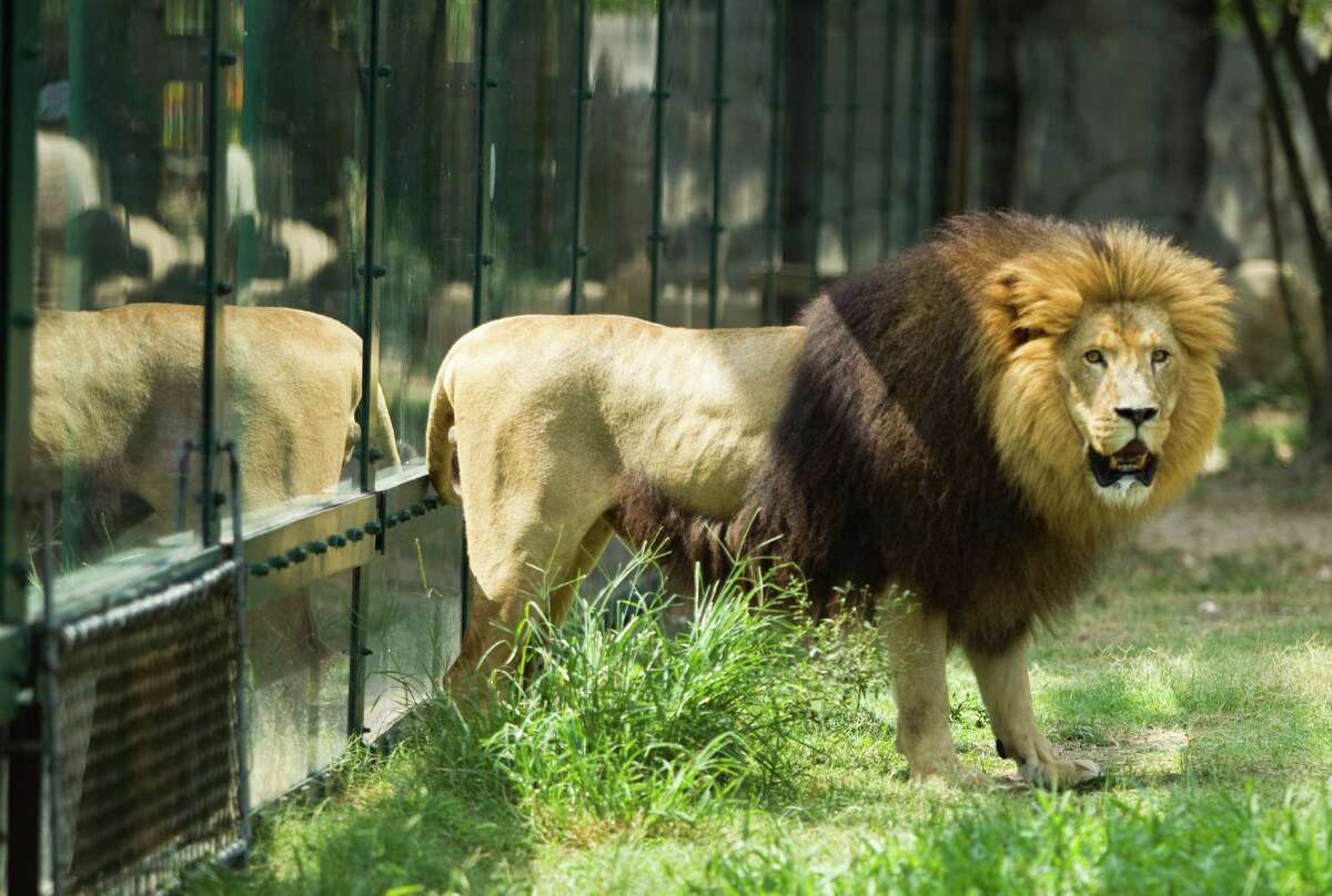 Houston zoo lions grab moving meat from zip-line