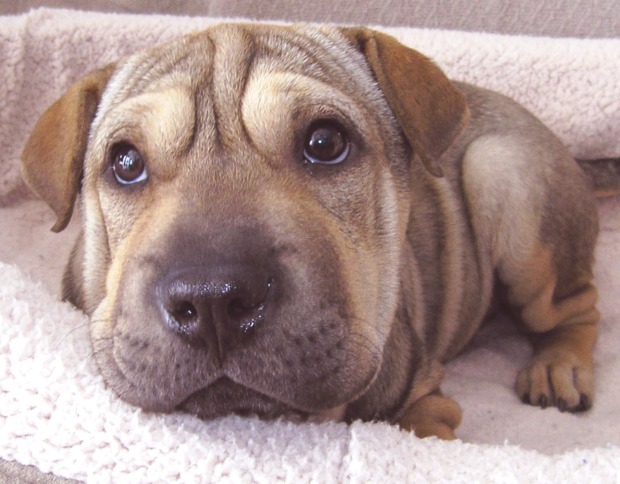 Pethouse Pet of the Week: March 10