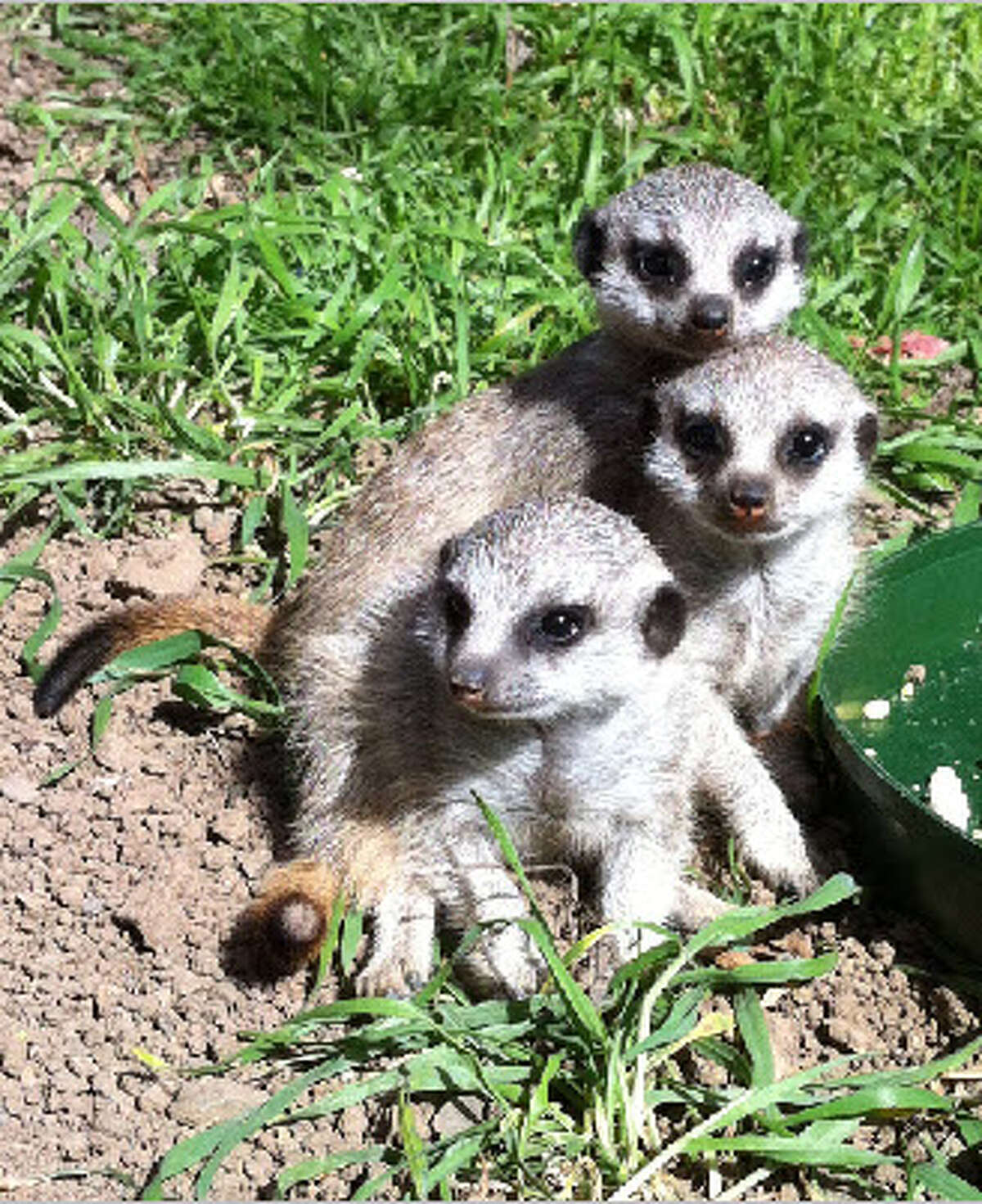Three meerkat pups born at Oakland Zoo