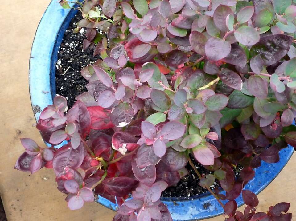 'Drunken Botanist' explores DIY cocktails