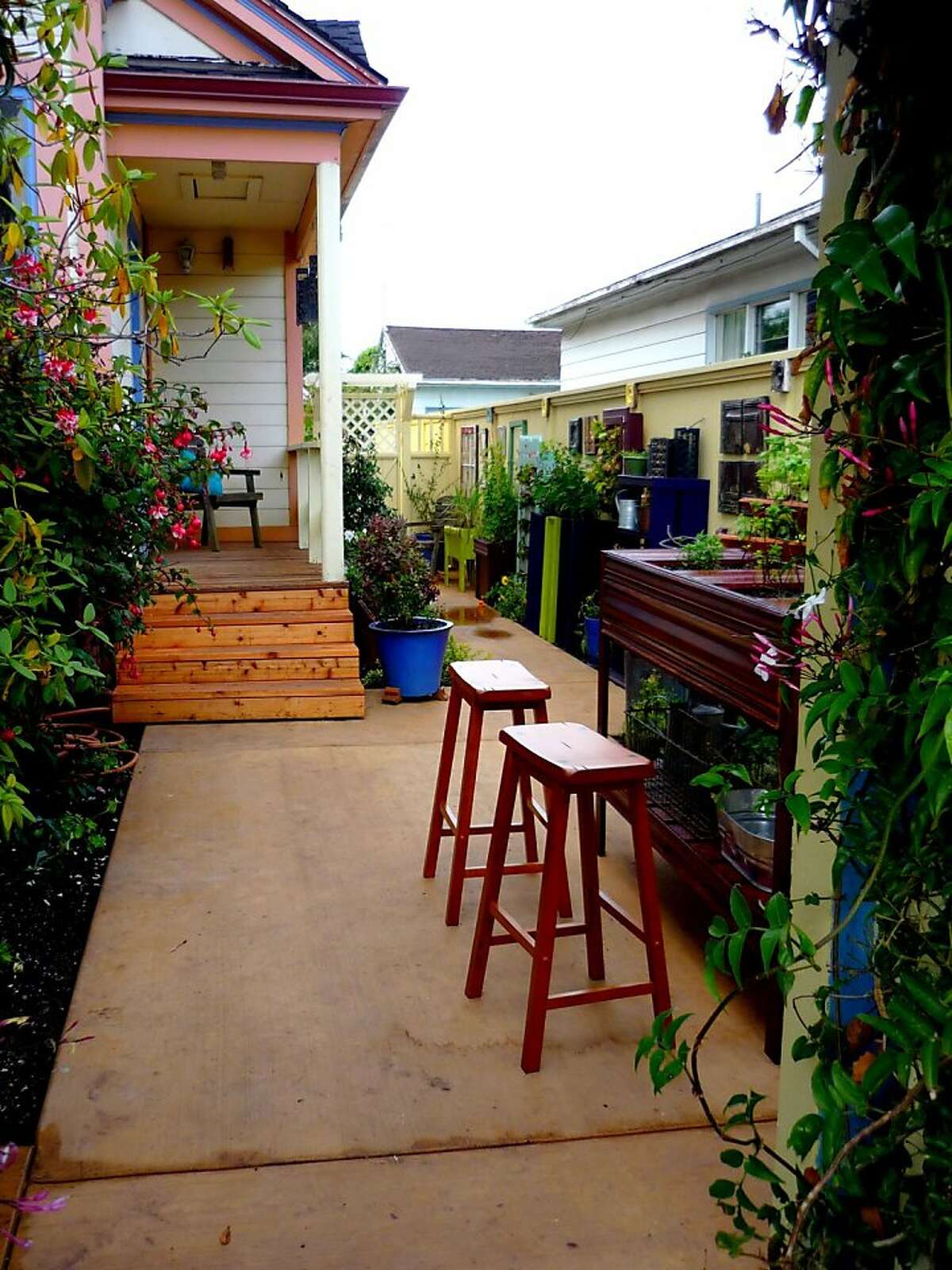 10 easy-to-grow cocktail plants