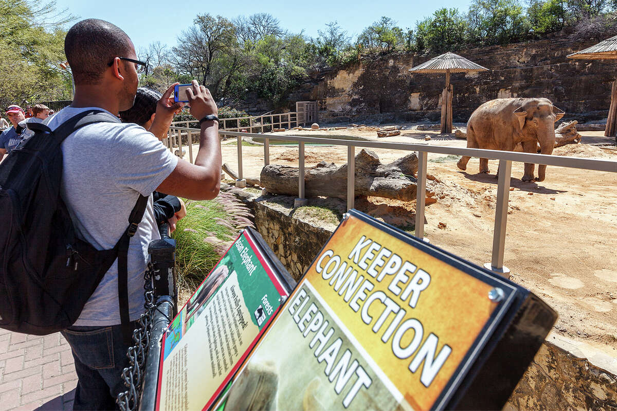 San Antonio Zoo's only elephant will remain, despite relocation rule