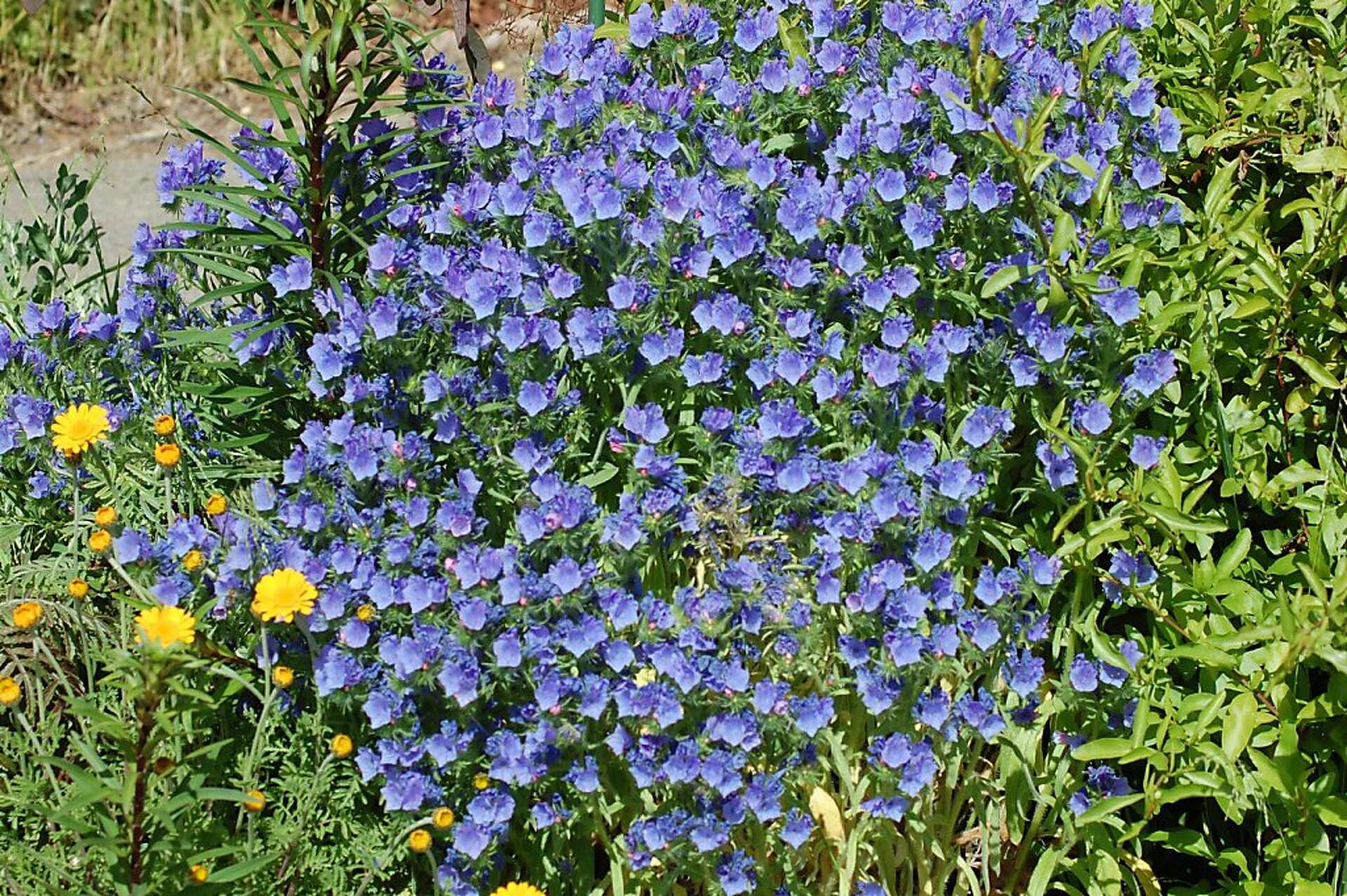 Blue plants can make gardeners smile