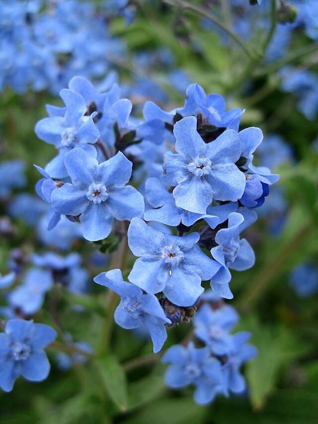 Blue plants can make gardeners smile