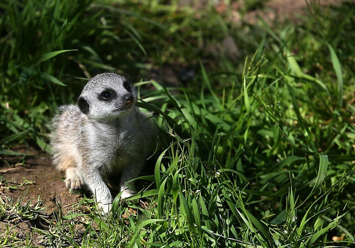 Oakland Zoo welcomes baby meerkats