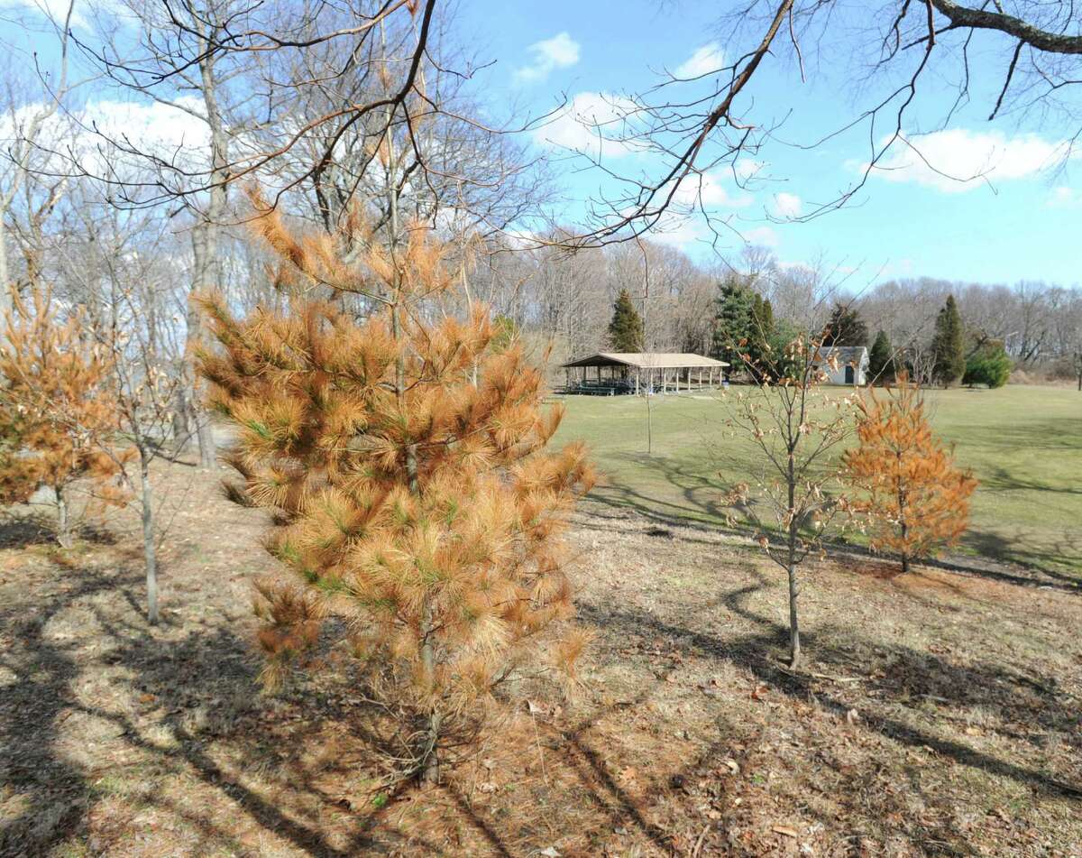 Salt from roads and storms stresses pines