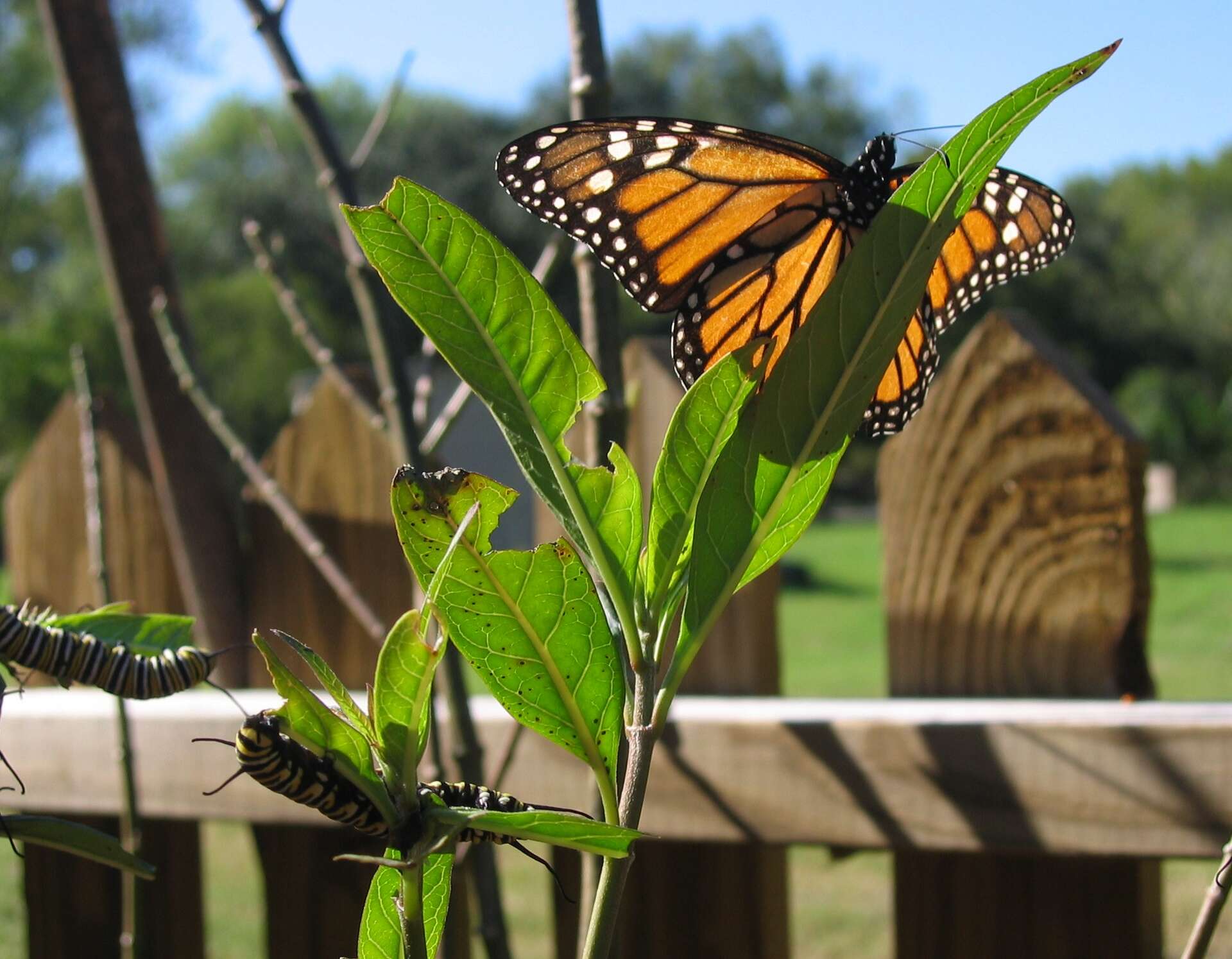 Drought conditions contribute to decline in monarch populations
