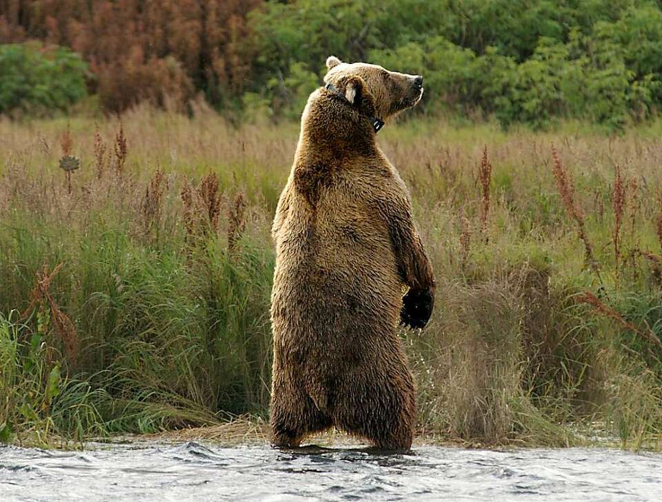 Kodiak Island offers thrilling bear viewing