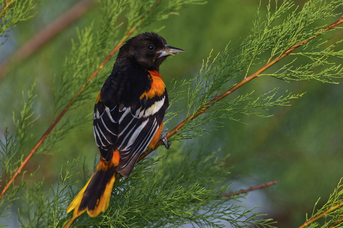 Colorful orioles spend spring in Texas
