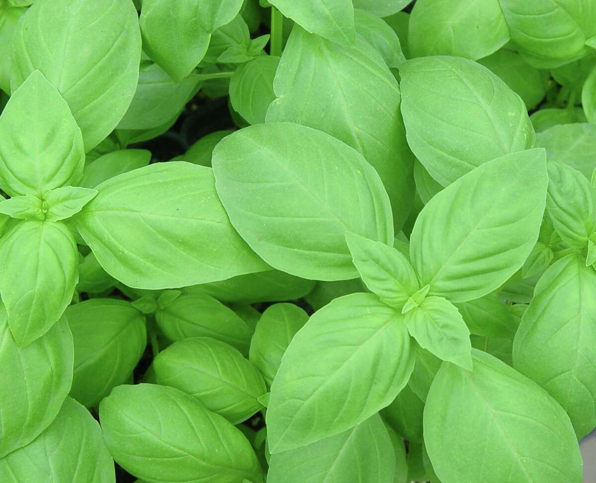 Herbs: a gardener's great companions