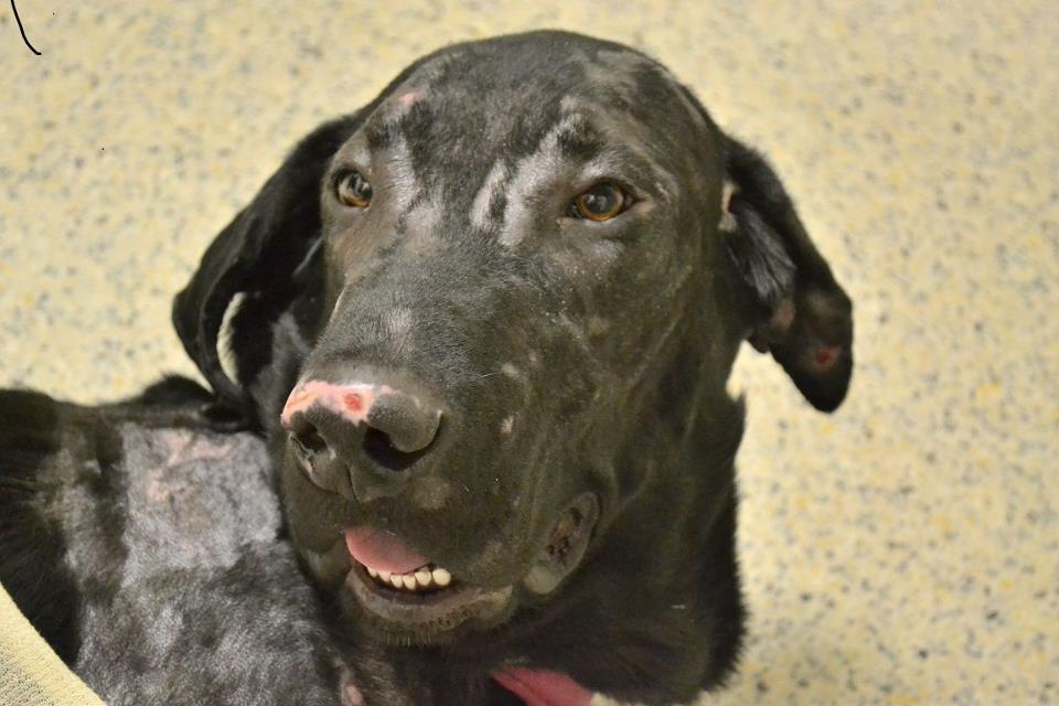 Burned Labrador to be released from A&M vet clinic